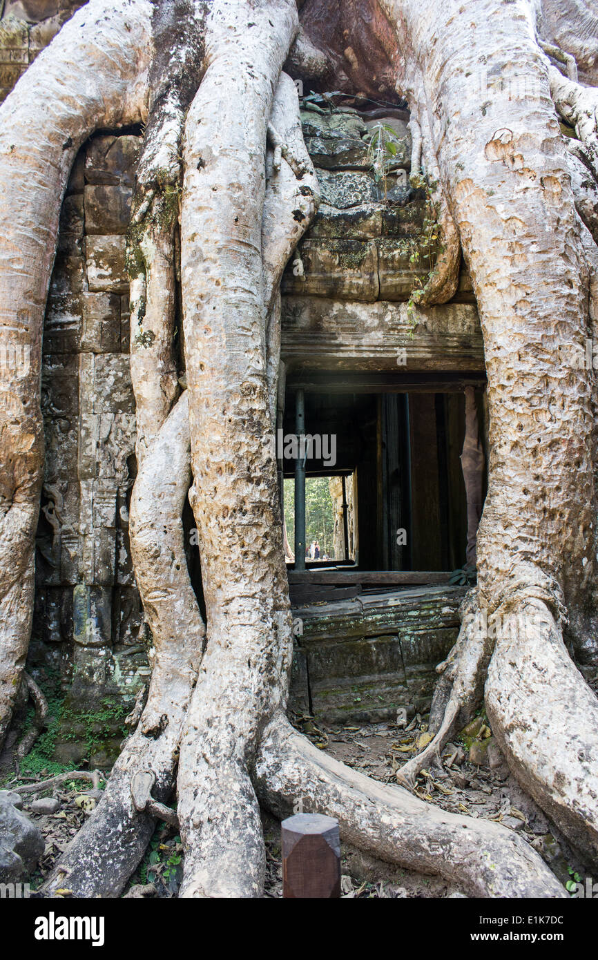 Ta Prohm is one of Angkor's most popular temples with visitors, due to ...