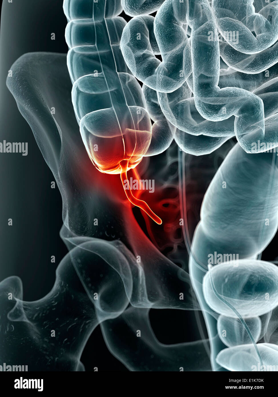 Appendix hi-res stock photography and images - Alamy