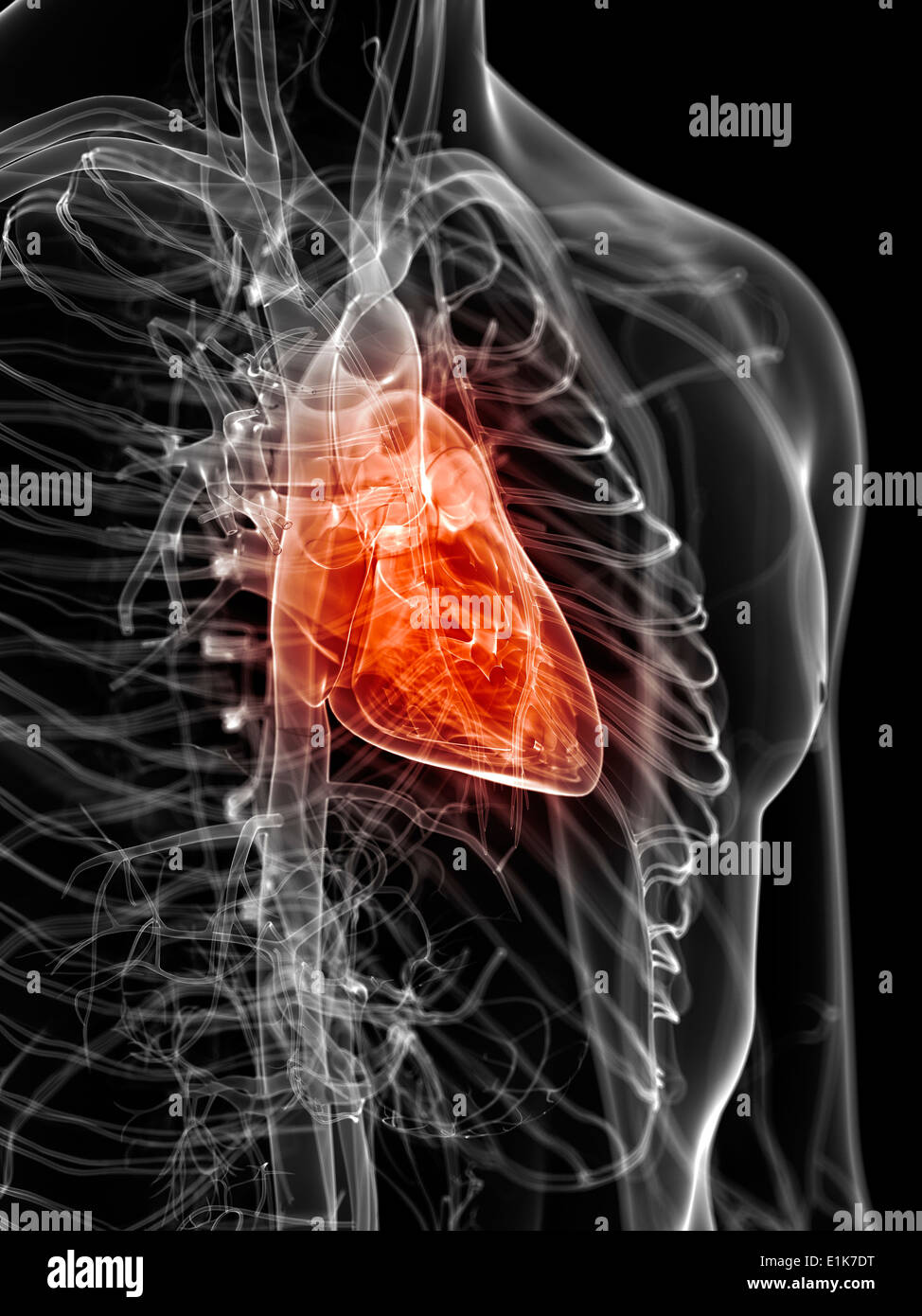 Human heart computer artwork Stock Photo - Alamy