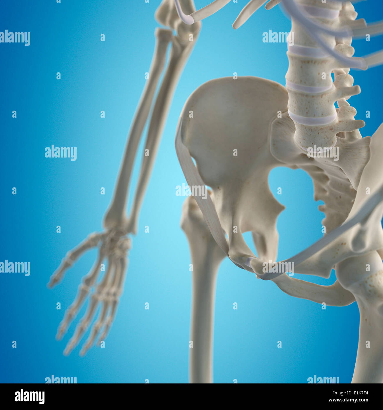 Human hip bone computer artwork Stock Photo - Alamy