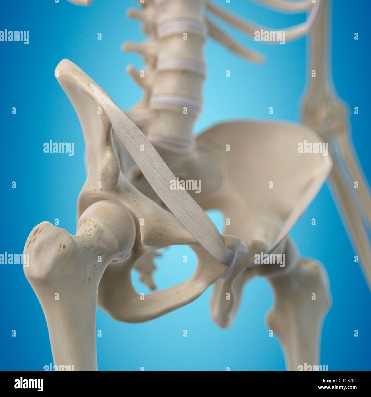 Hip bone hi-res stock photography and images - Alamy