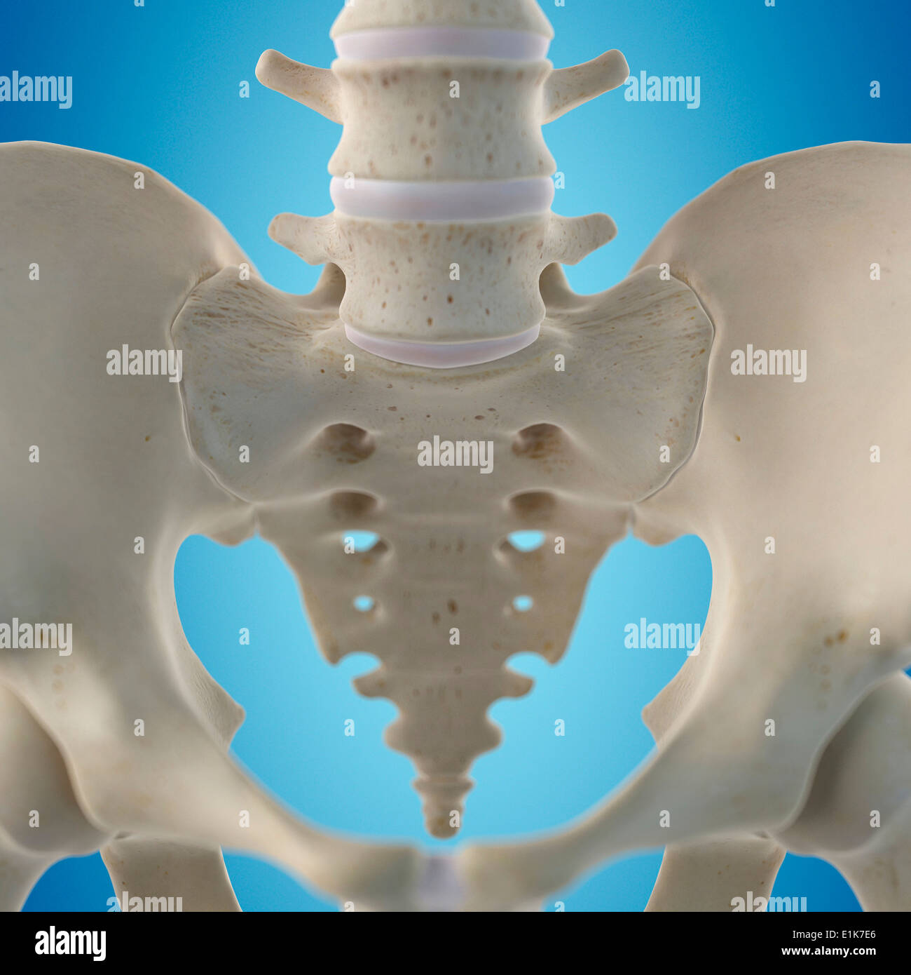 Human hip bone computer artwork Stock Photo - Alamy