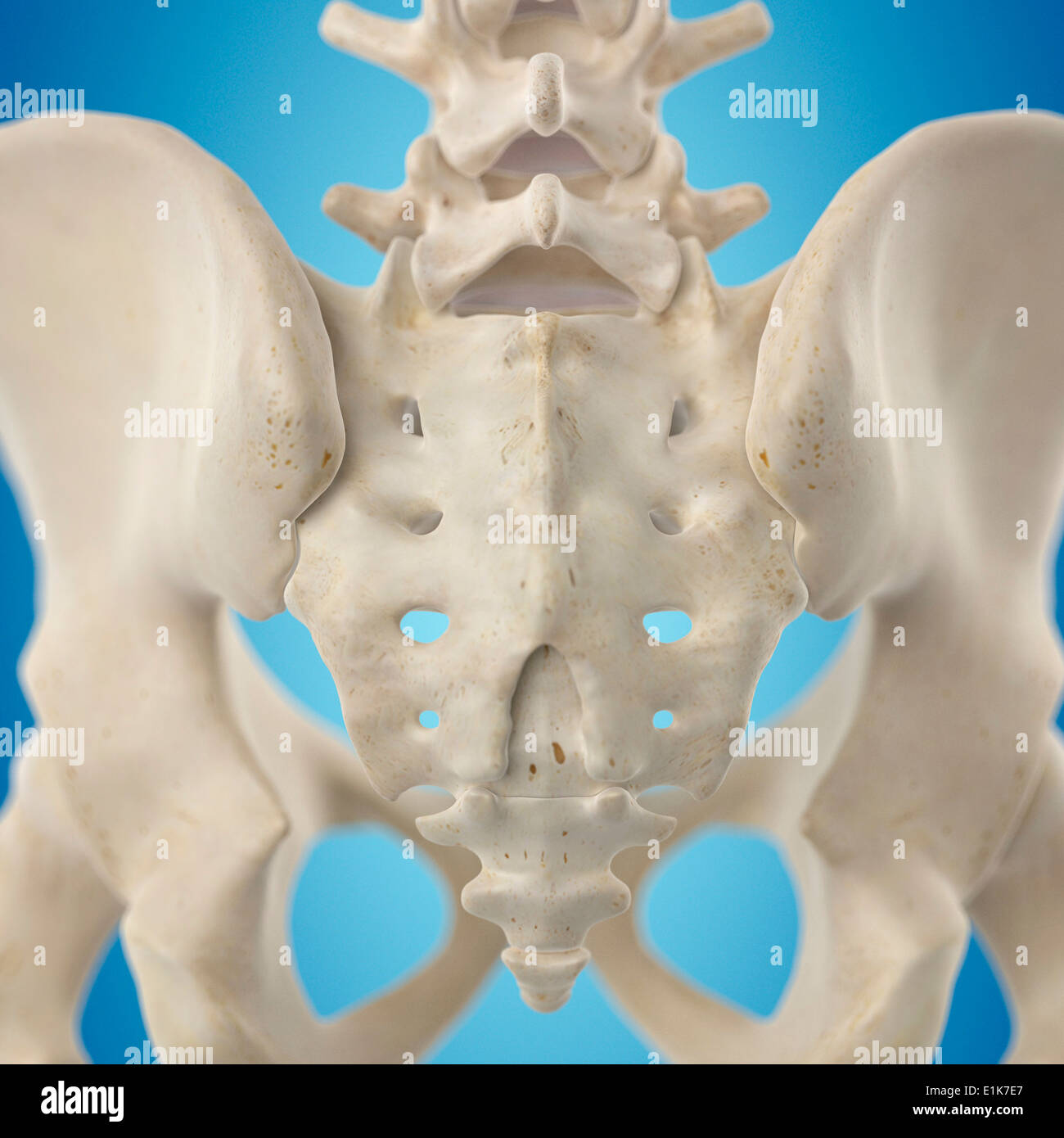 Human hip bone computer artwork Stock Photo - Alamy