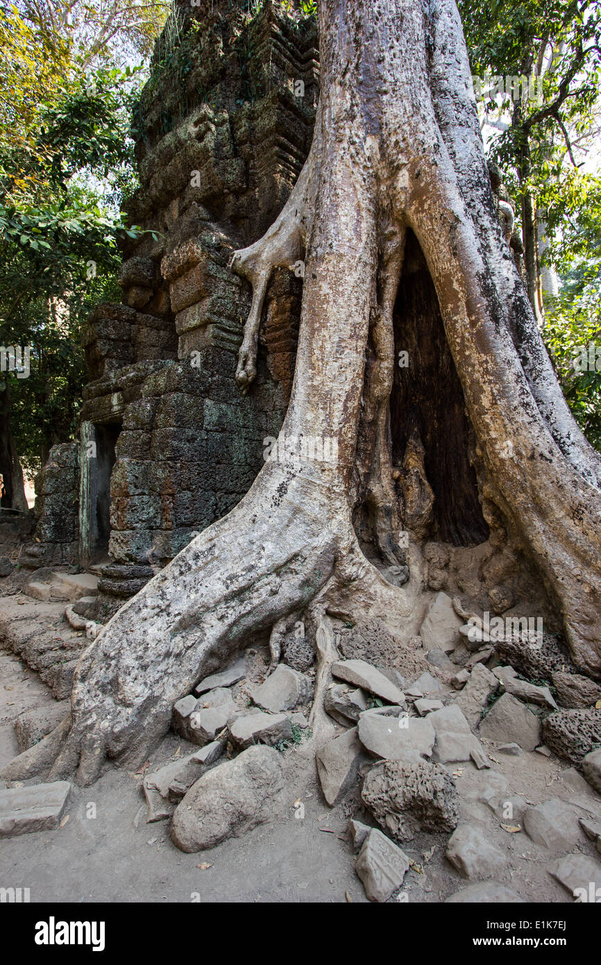 Ta Prohm is one of Angkor's most popular temples with visitors, due to ...
