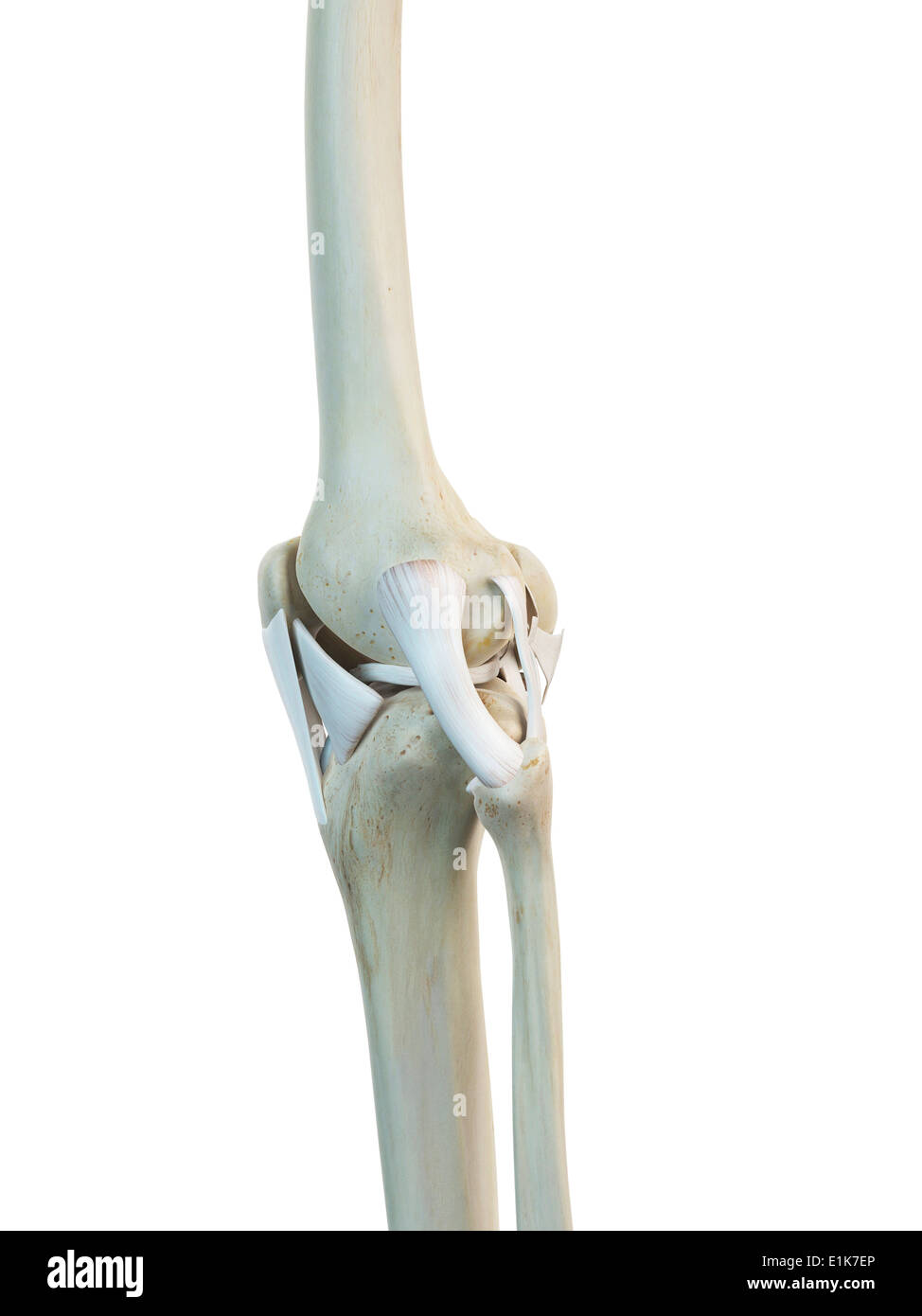 Human knee ligaments computer artwork Stock Photo - Alamy