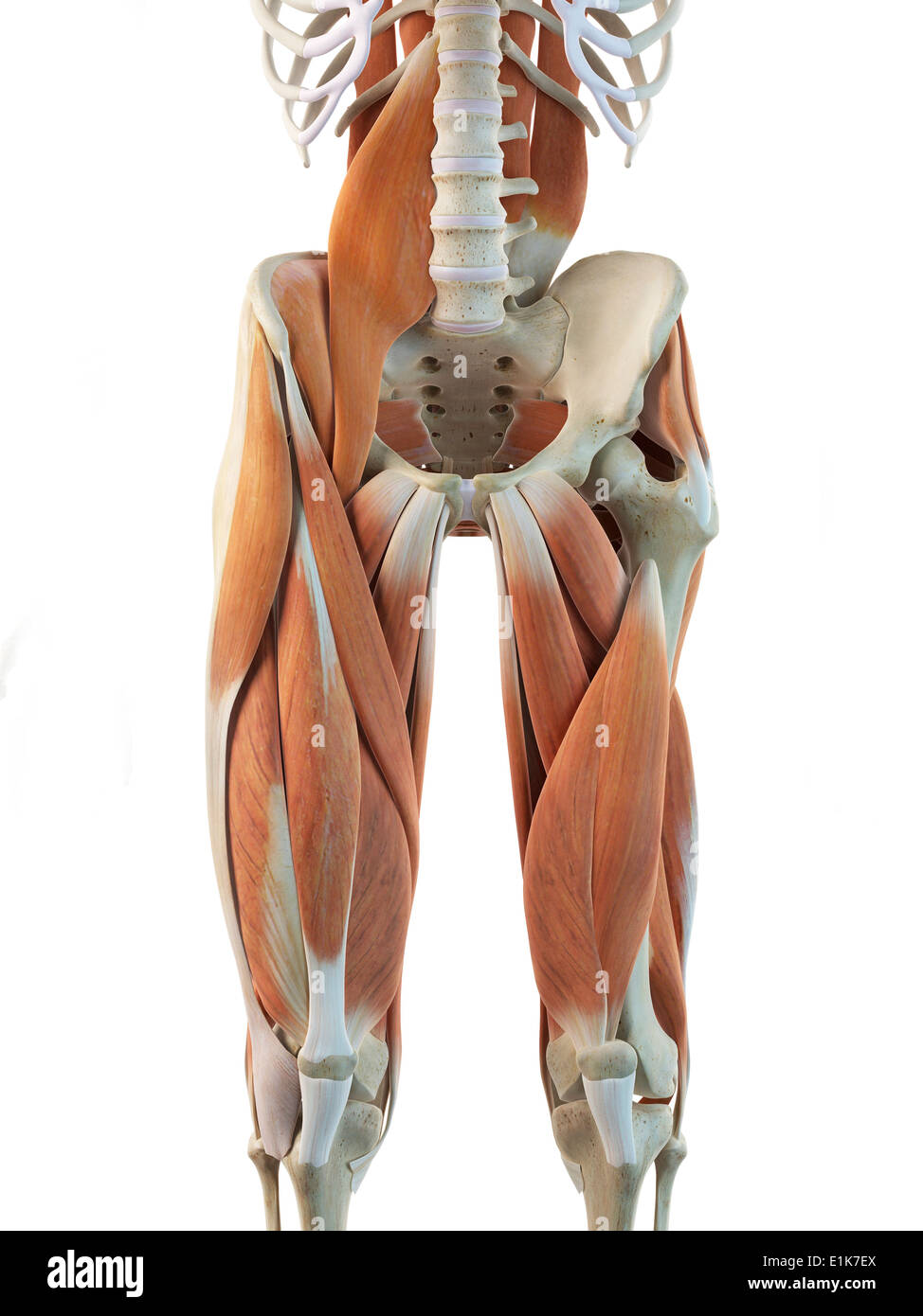 Musculoskeletal computer legs hi-res stock photography and images - Alamy