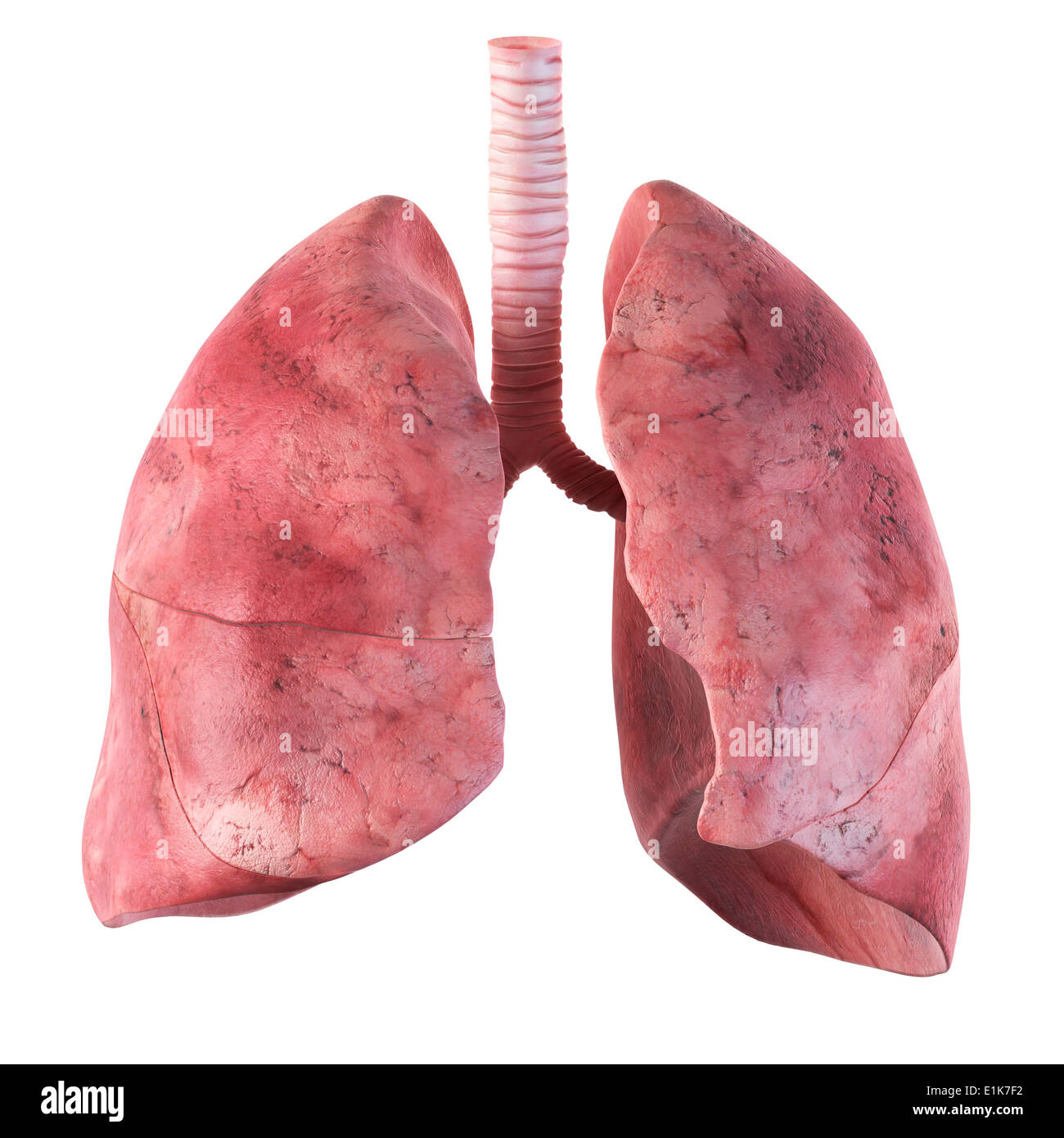 Human lungs computer artwork Stock Photo - Alamy