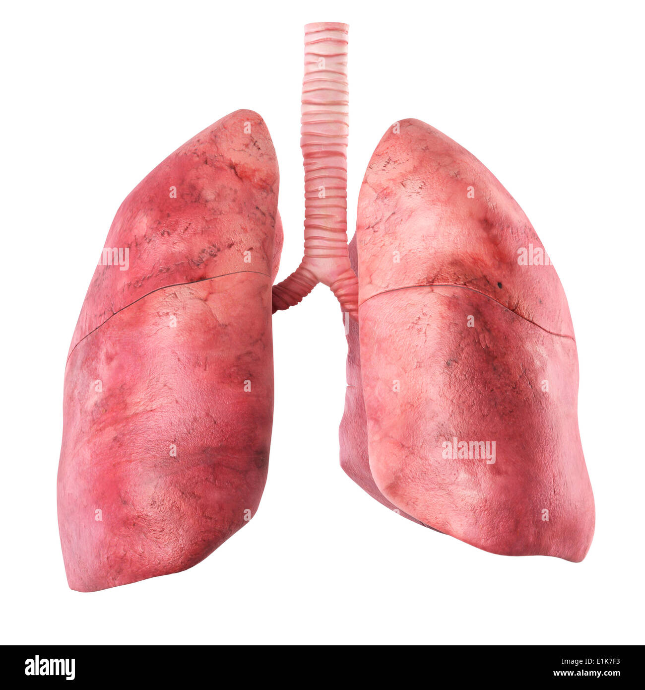 Human lungs computer artwork Stock Photo - Alamy