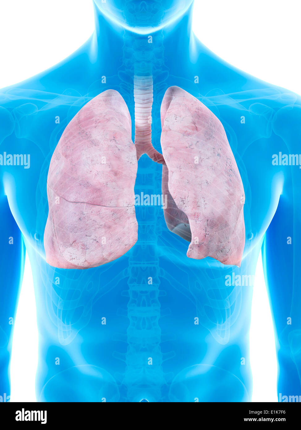 Human lungs computer artwork Stock Photo - Alamy