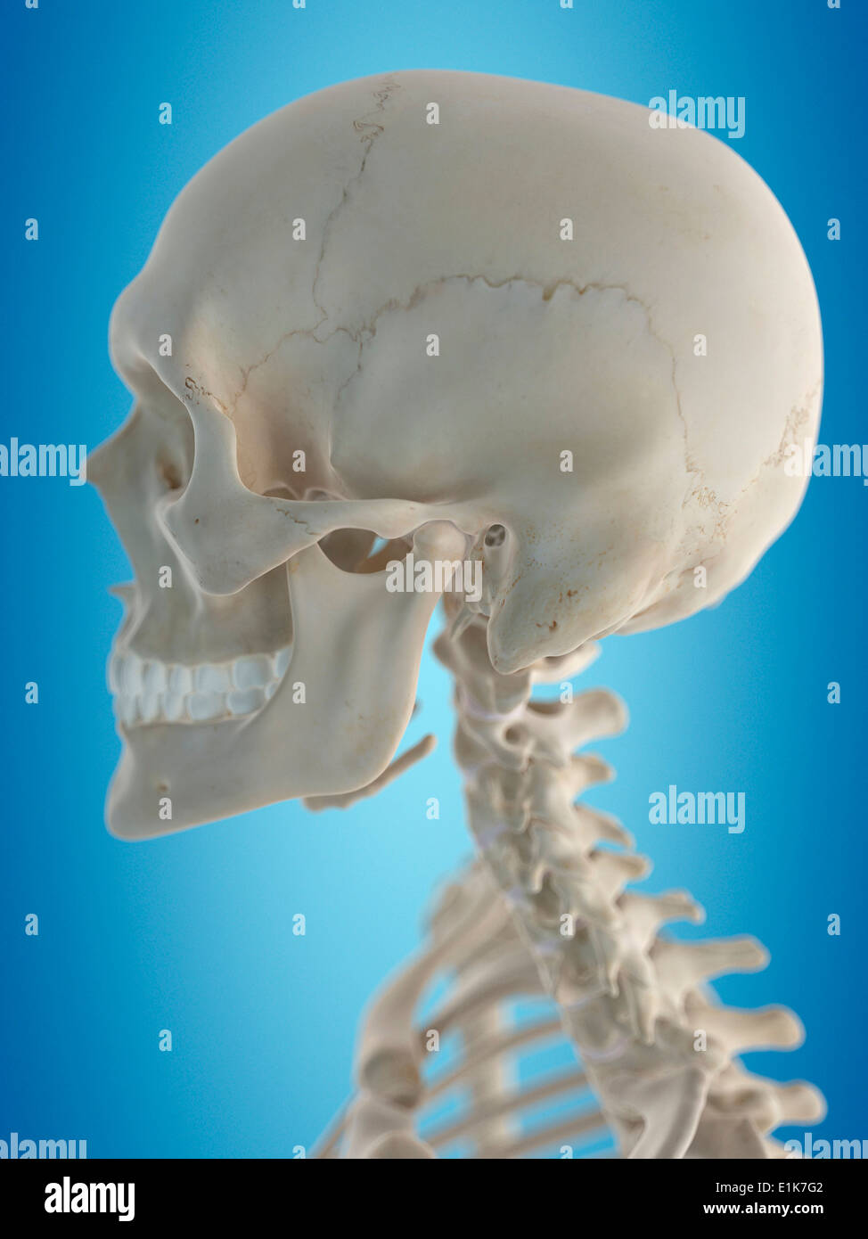 Human skull computer artwork Stock Photo - Alamy