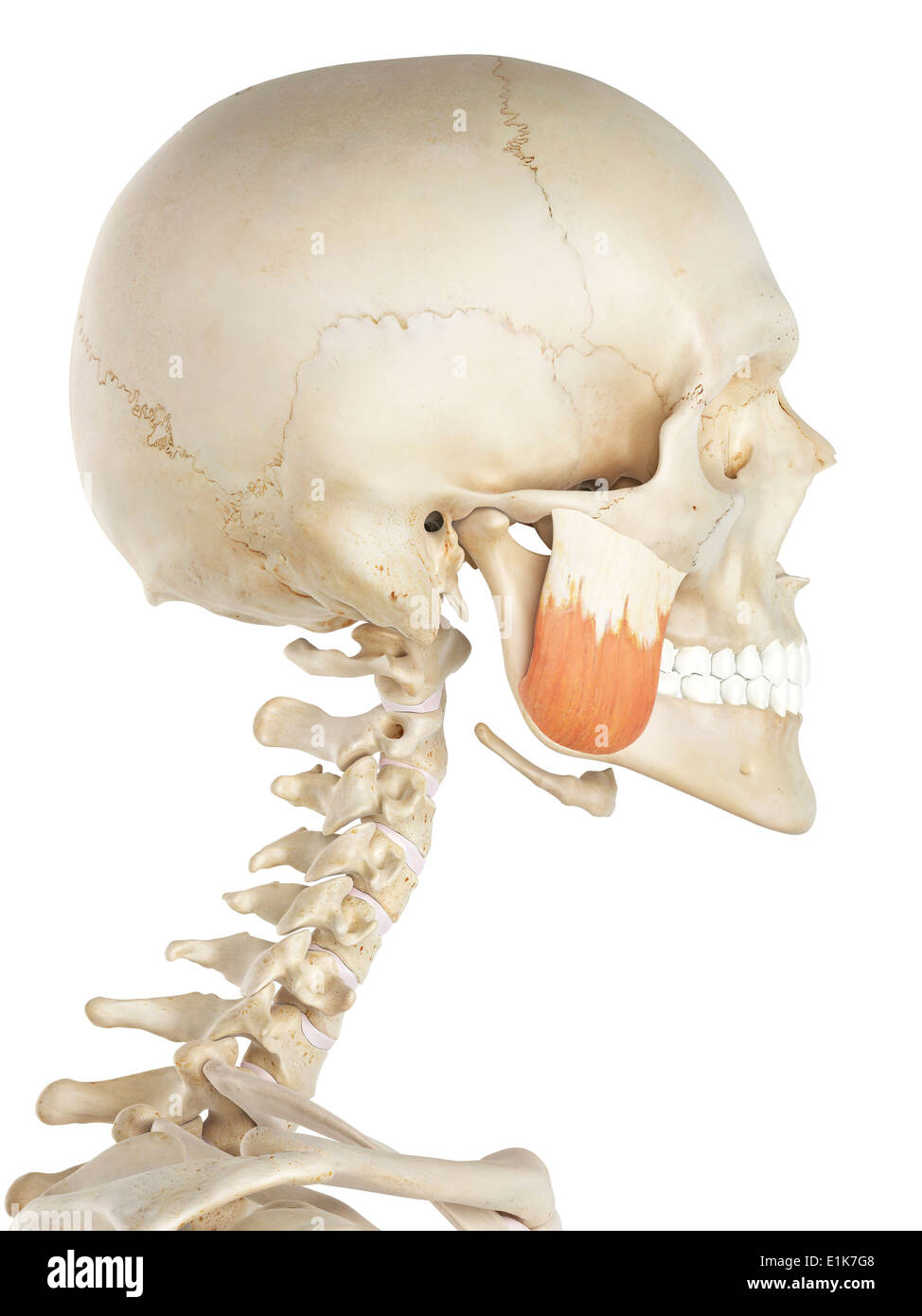 Human masseter superior muscle computer artwork Stock Photo - Alamy