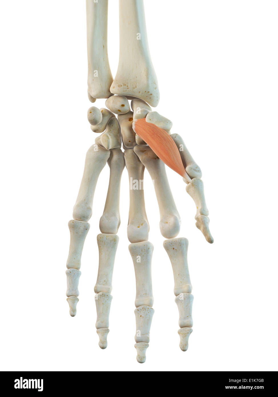 Abductor Pollicis Brevis High Resolution Stock Photography and Images ...