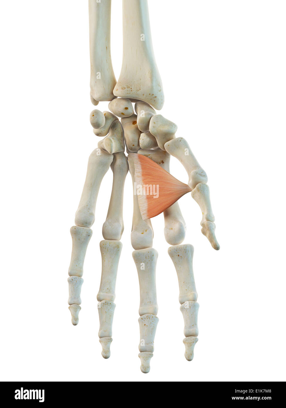 Adductor Pollicis Muscle High Resolution Stock Photography and Images ...