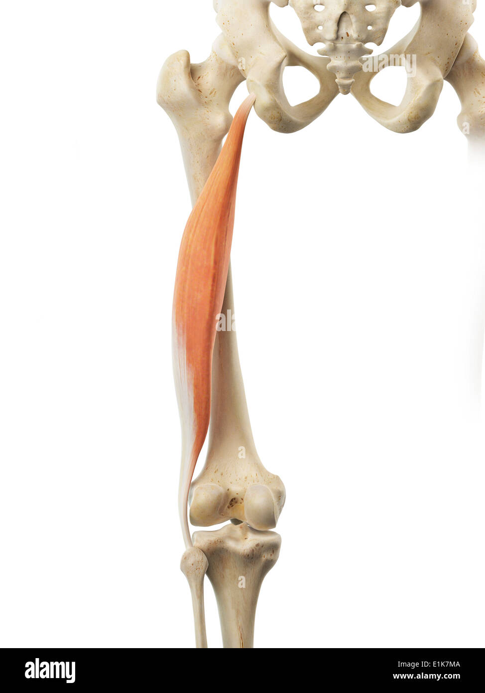 Biceps femoris longus hi-res stock photography and images - Alamy