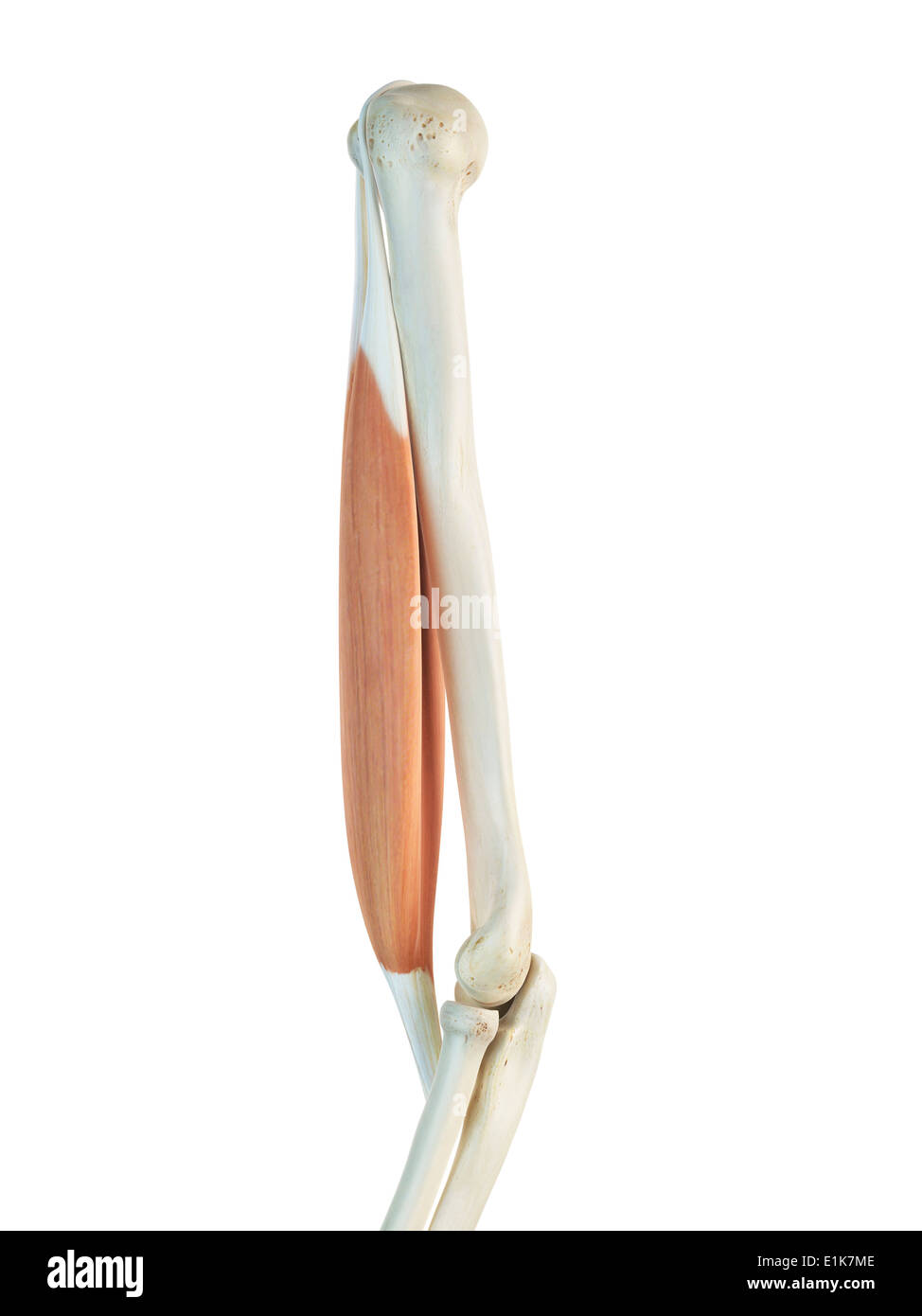 Biceps tendon hi-res stock photography and images - Alamy