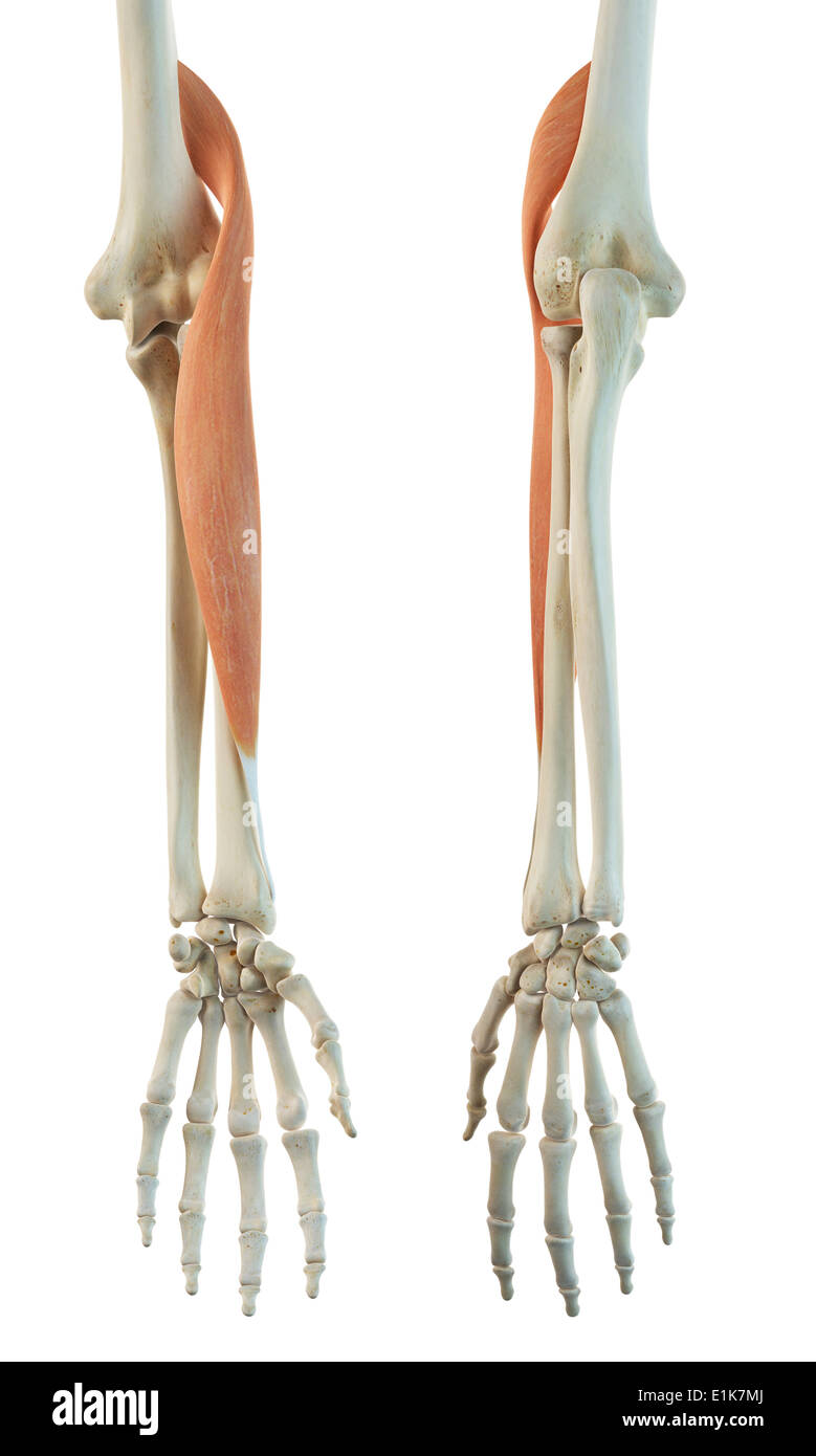 Brachioradialis Muscle High Resolution Stock Photography and Images - Alamy