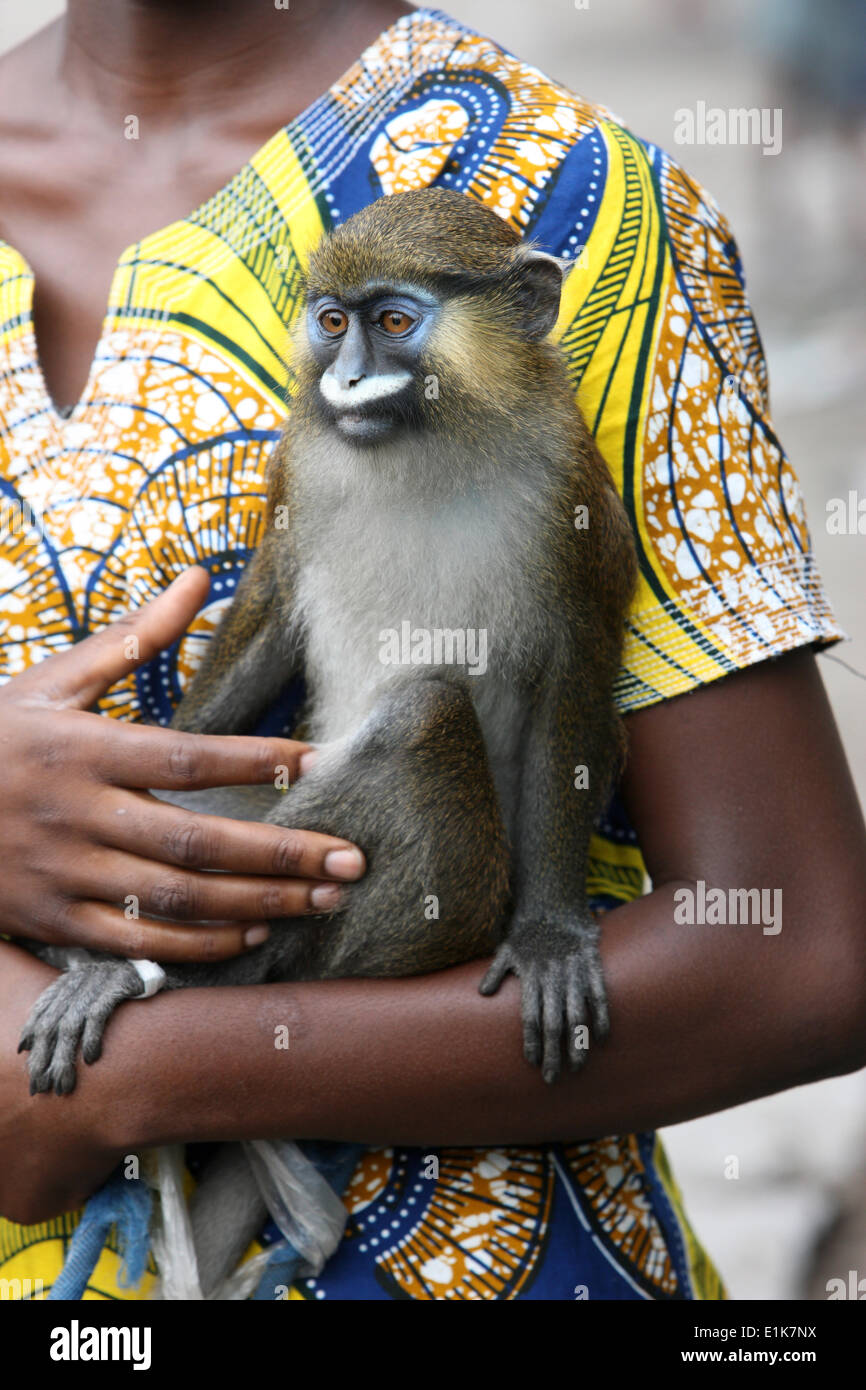 Tamed hi-res stock photography and images - Alamy