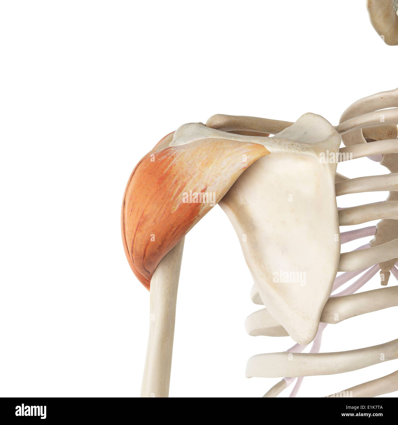 Human deltoid muscle computer artwork Stock Photo - Alamy