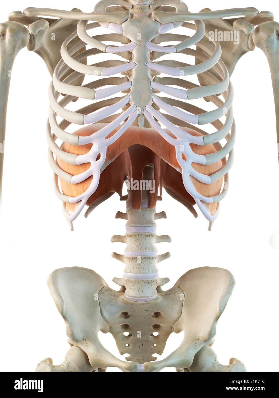 Human diaphragm computer artwork Stock Photo - Alamy