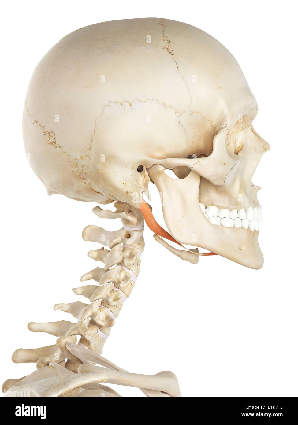 Human digastric muscle computer artwork Stock Photo - Alamy