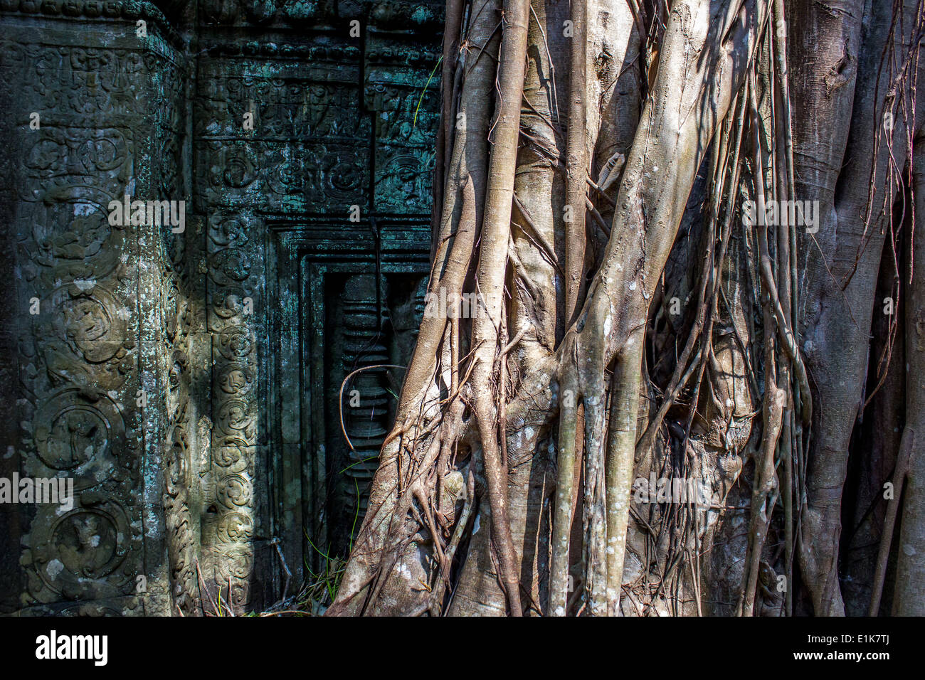 Ta Prohm is one of Angkor's most popular temples with visitors, due to ...