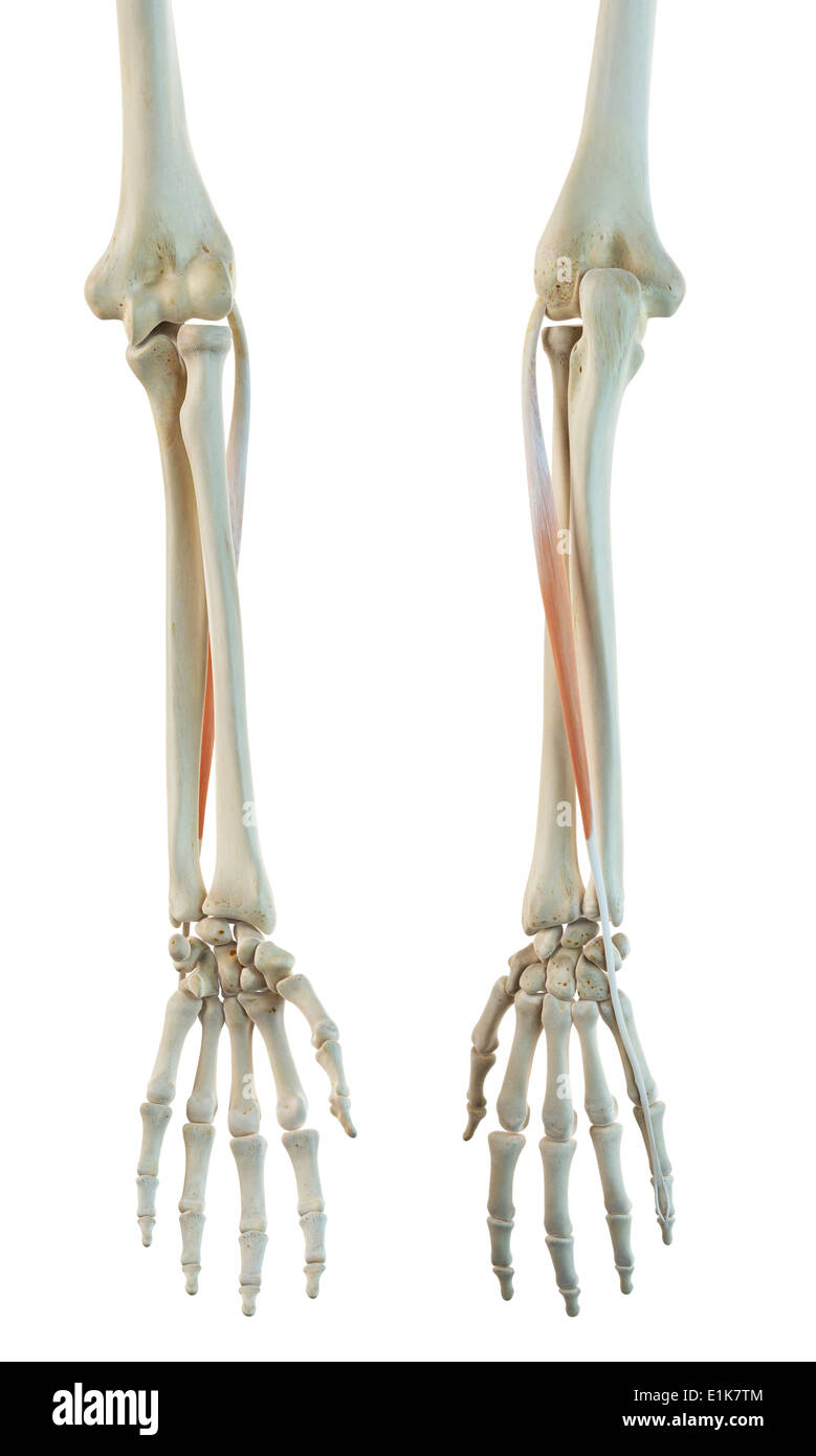 Extensor Digiti Minimi Muscle RCSI Drawing Superficial Extensor