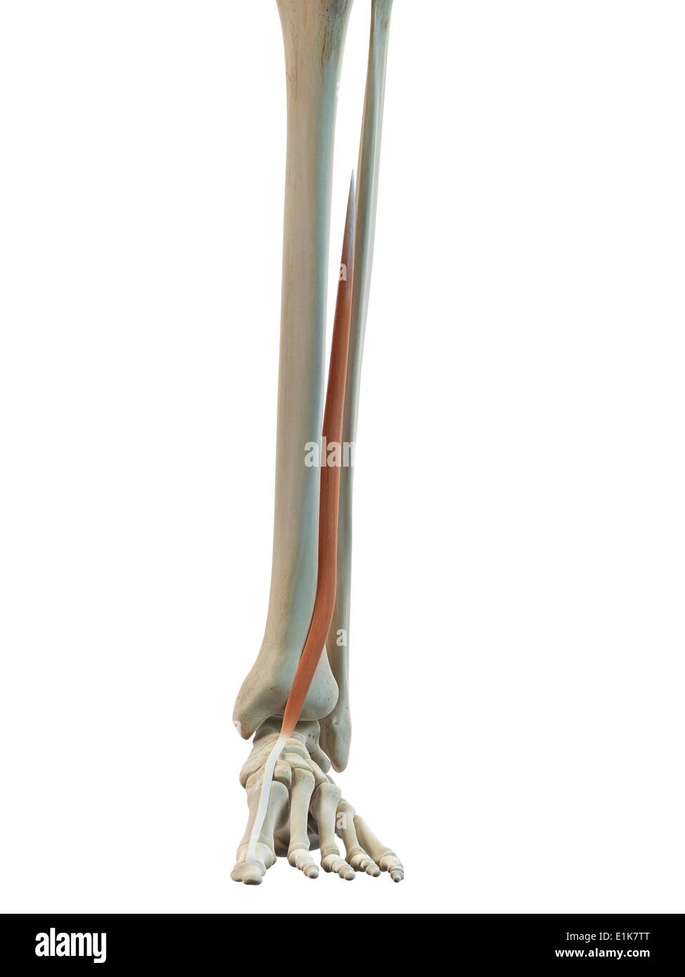 Extensor hallucis longus hi-res stock photography and images - Alamy