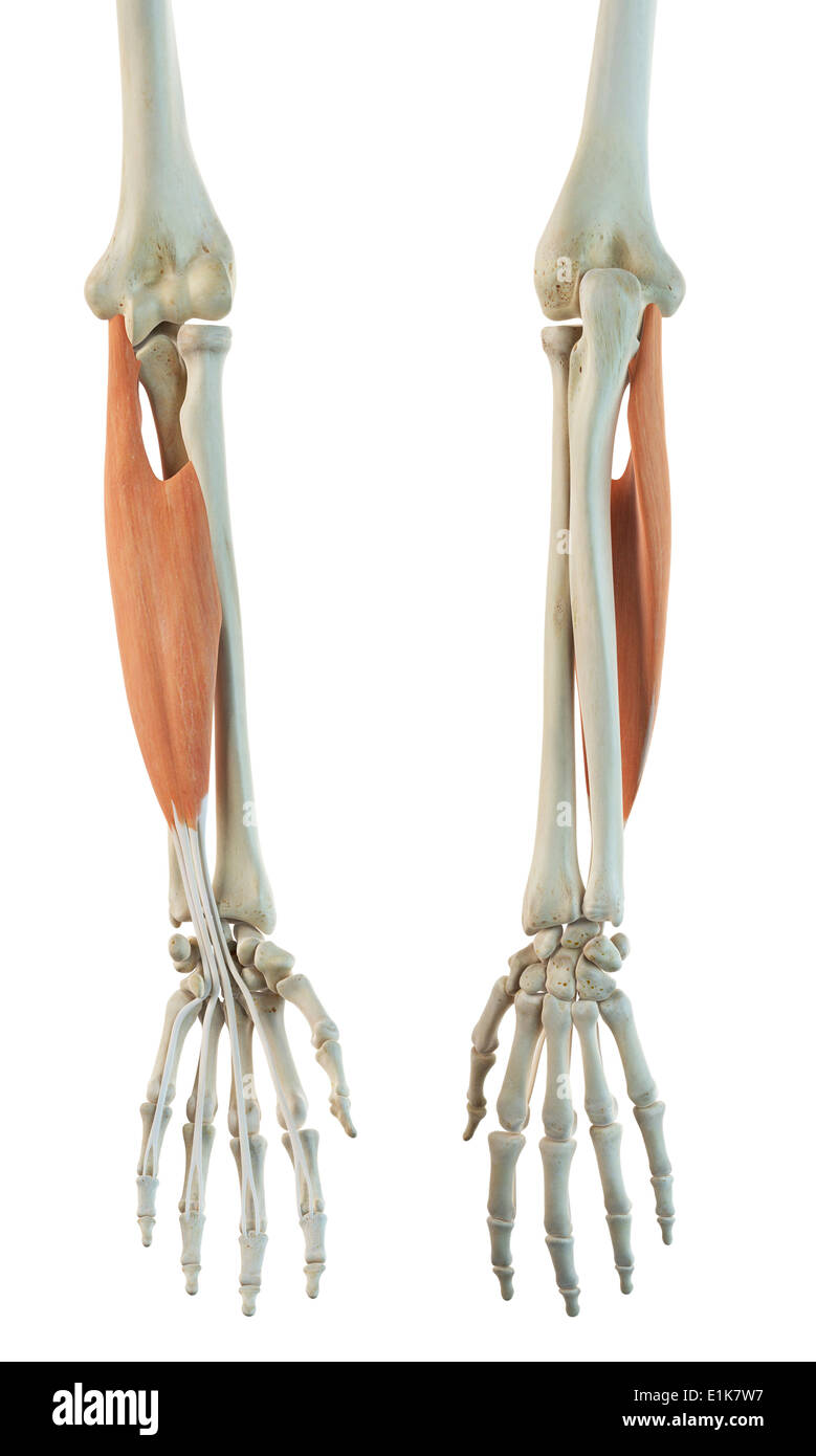 Flexor digitorum superficialis hi-res stock photography and images - Alamy