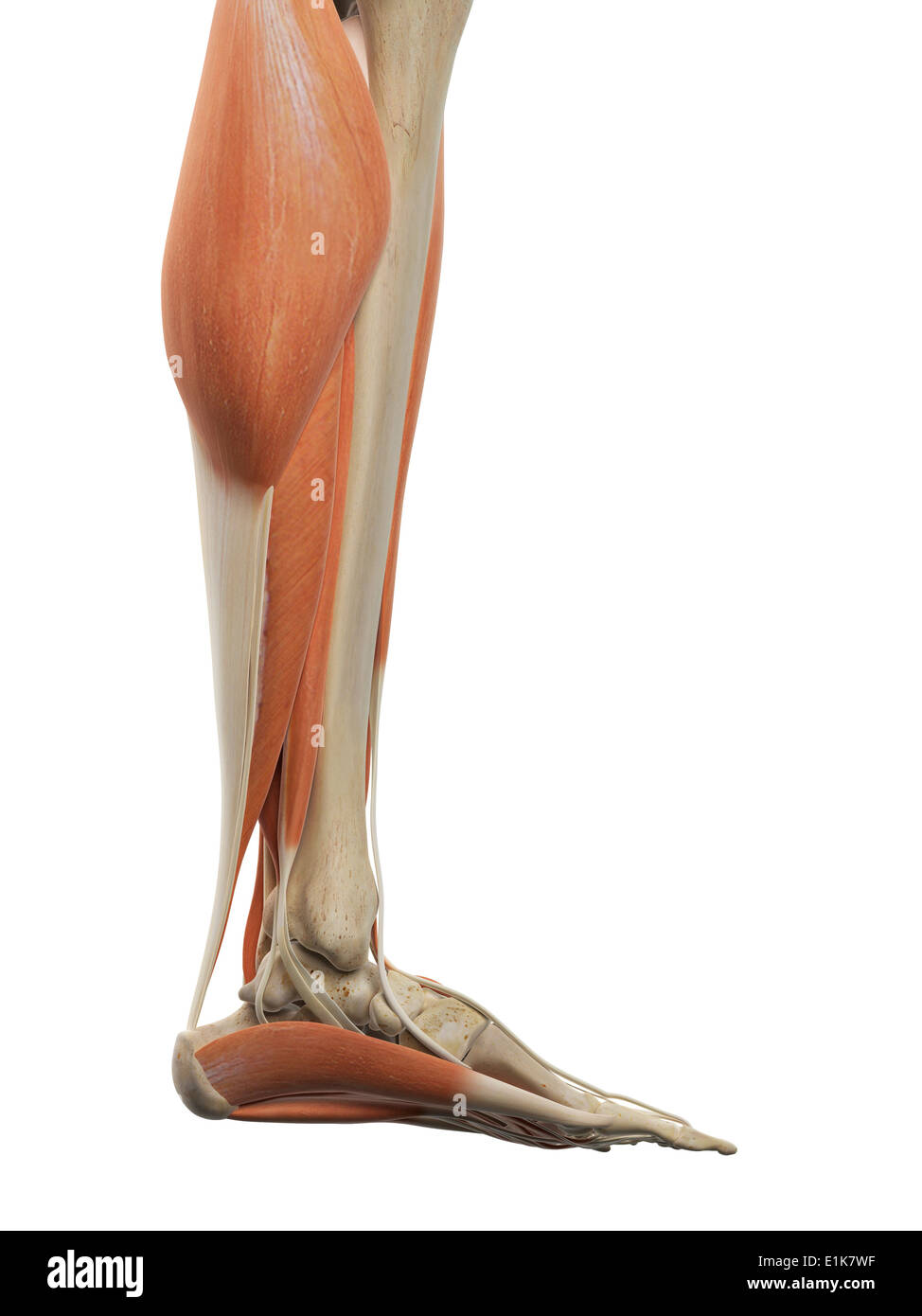 Foot Muscles