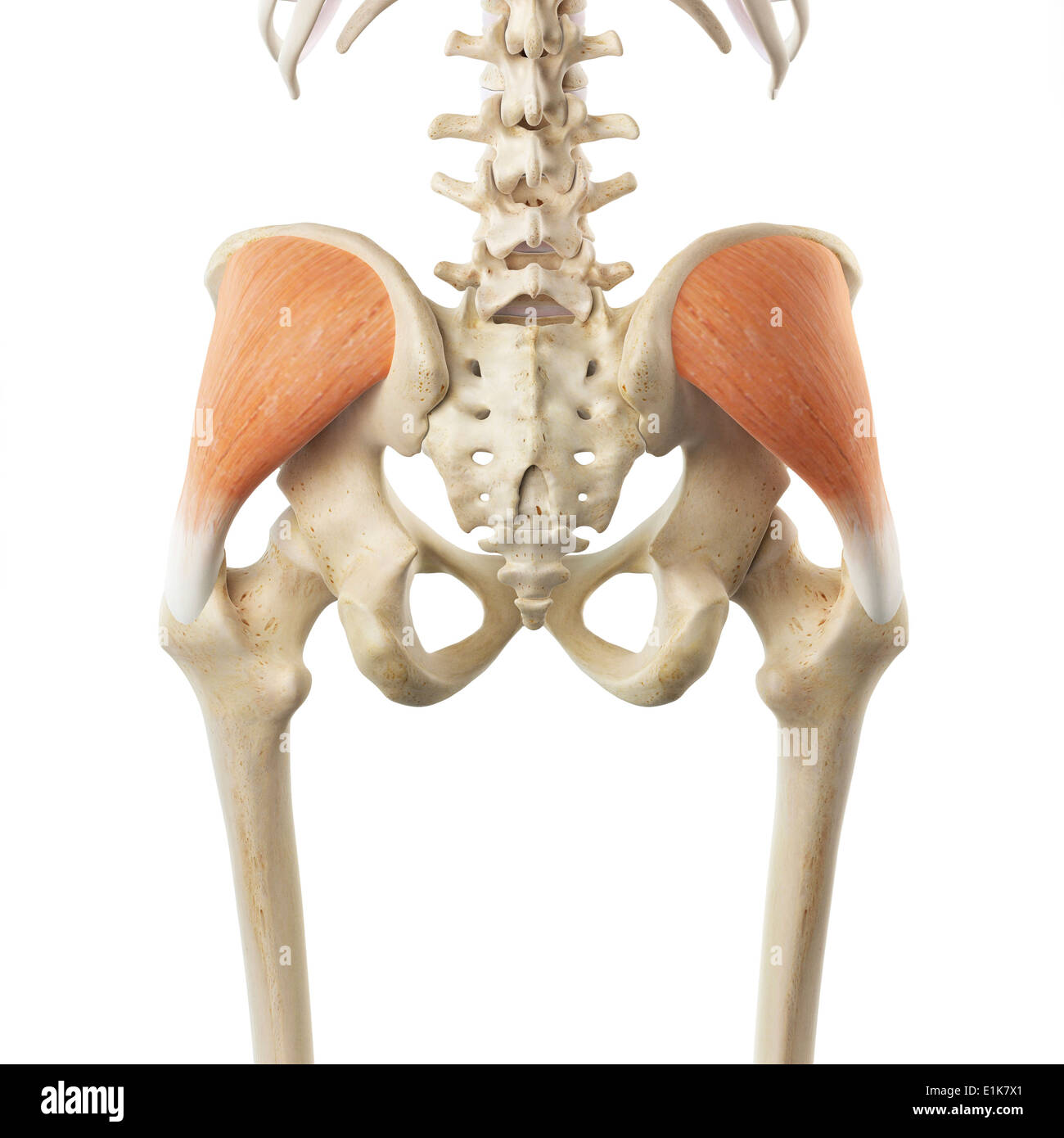 Gluteus medius hi-res stock photography and images - Alamy