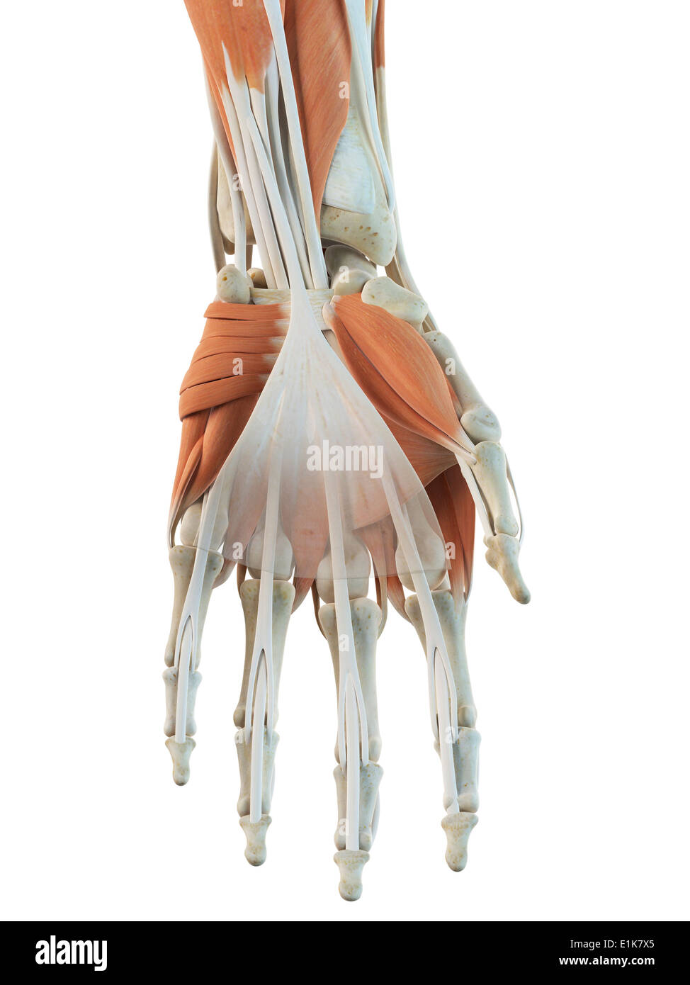 Human hand muscles computer artwork Stock Photo - Alamy