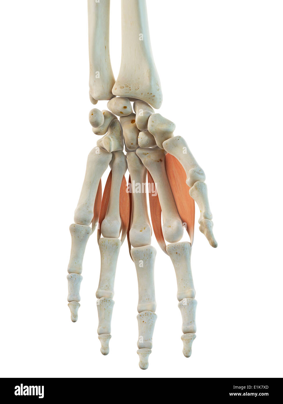 Hand interosseous muscles anatomy hi-res stock photography and images ...