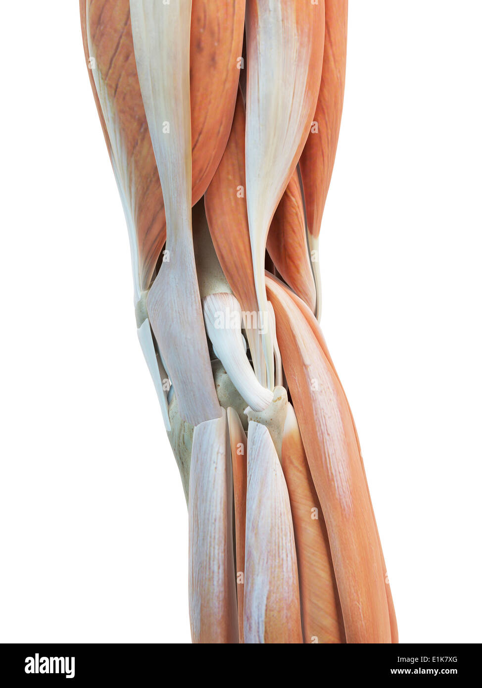 Human knee muscles computer artwork Stock Photo - Alamy