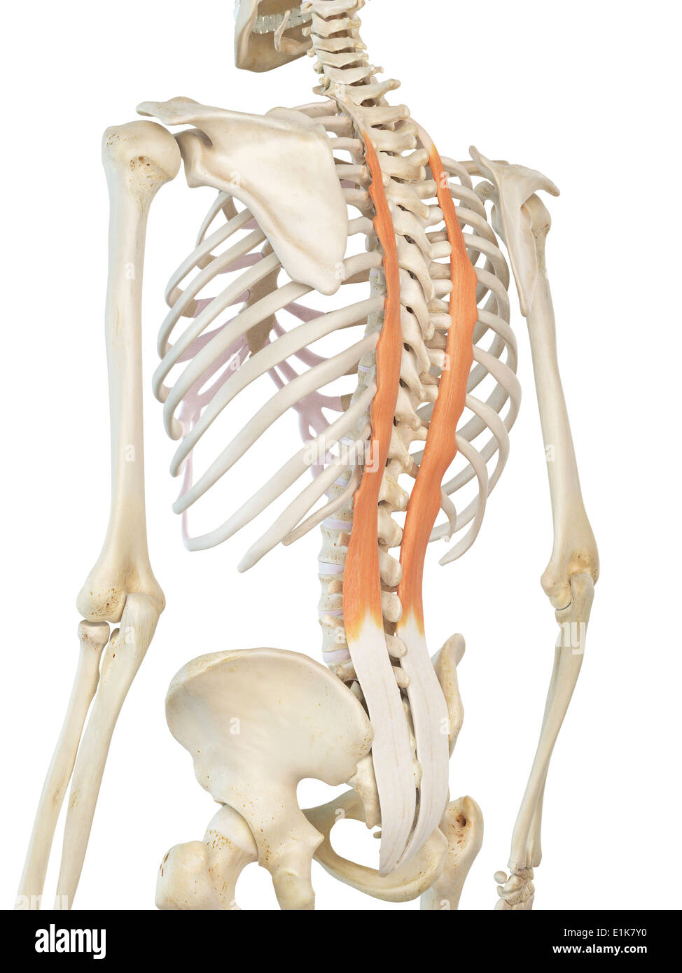 Longissimus Thoracis Muscle High Resolution Stock Photography and ...