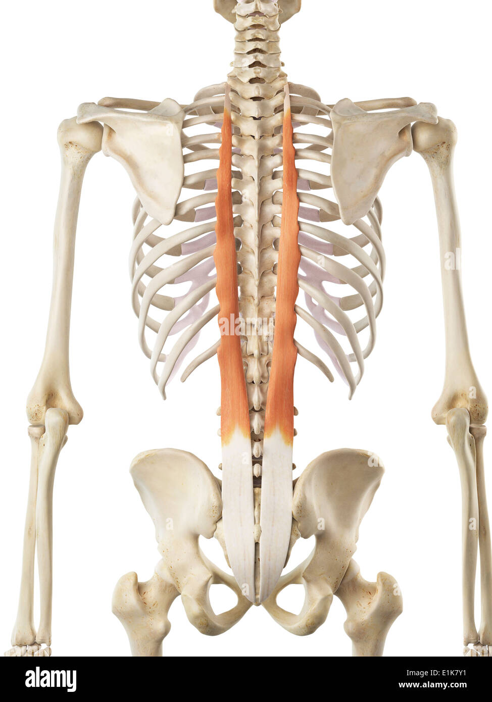 Human longissimus thoracis muscle computer artwork Stock Photo ... Human longissimus thoracis muscle computer artwork Stock Photo ...