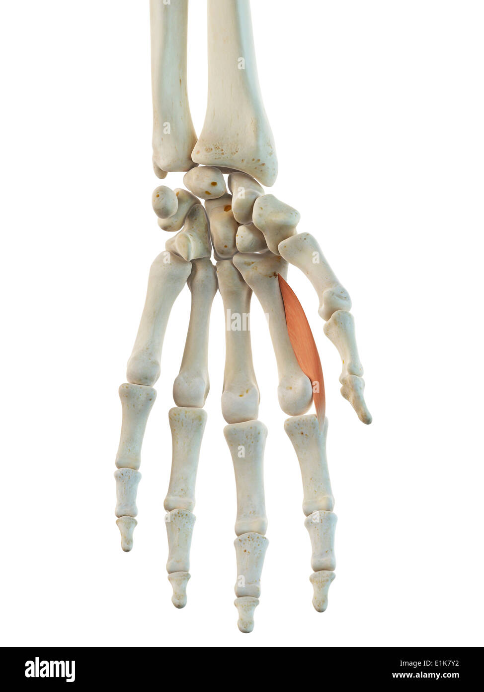 Lumbrical muscles hi-res stock photography and images - Alamy