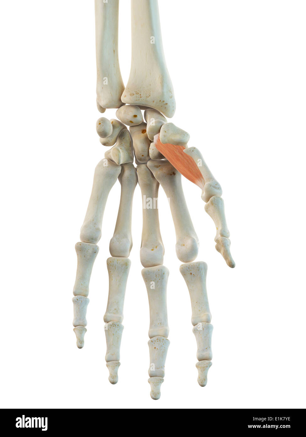 Human opponens pollicis muscles computer artwork Stock Photo - Alamy