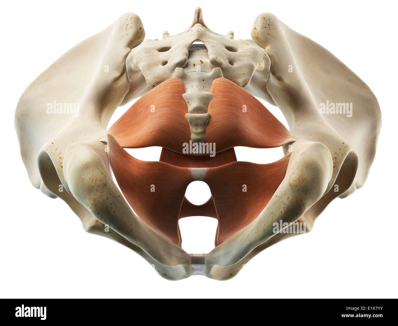 Pelvis muscles hi-res stock photography and images - Alamy