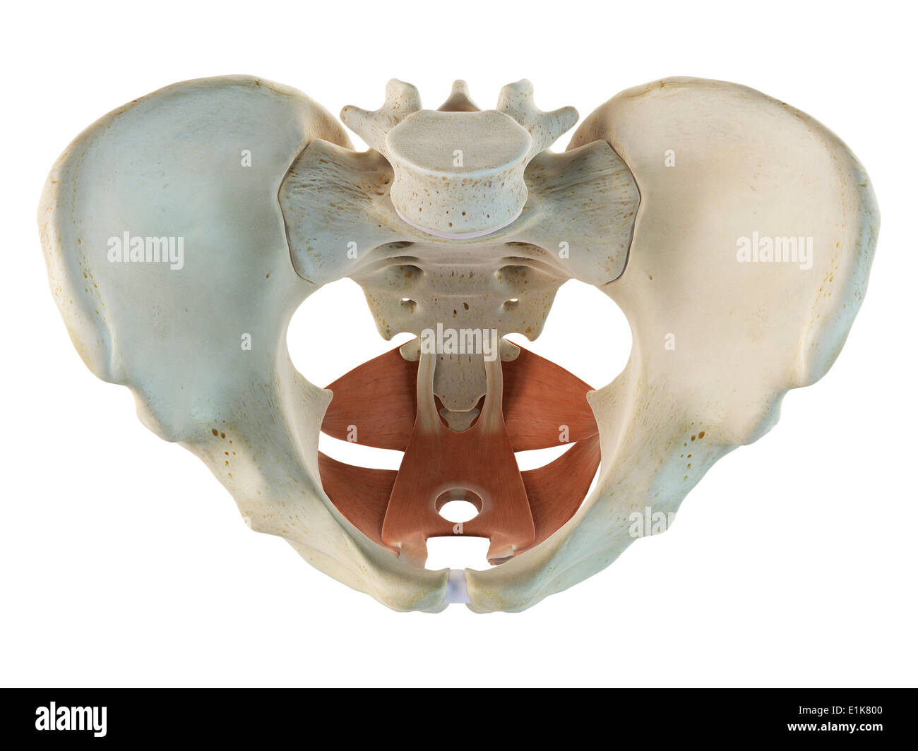 Pelvis muscles hi-res stock photography and images - Alamy