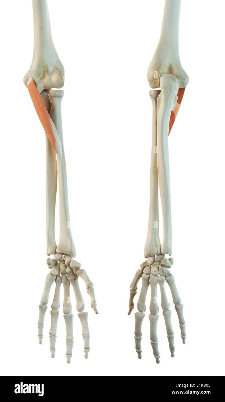 Pronator Teres Muscle Pronator Teres High Resolution Stock Photography