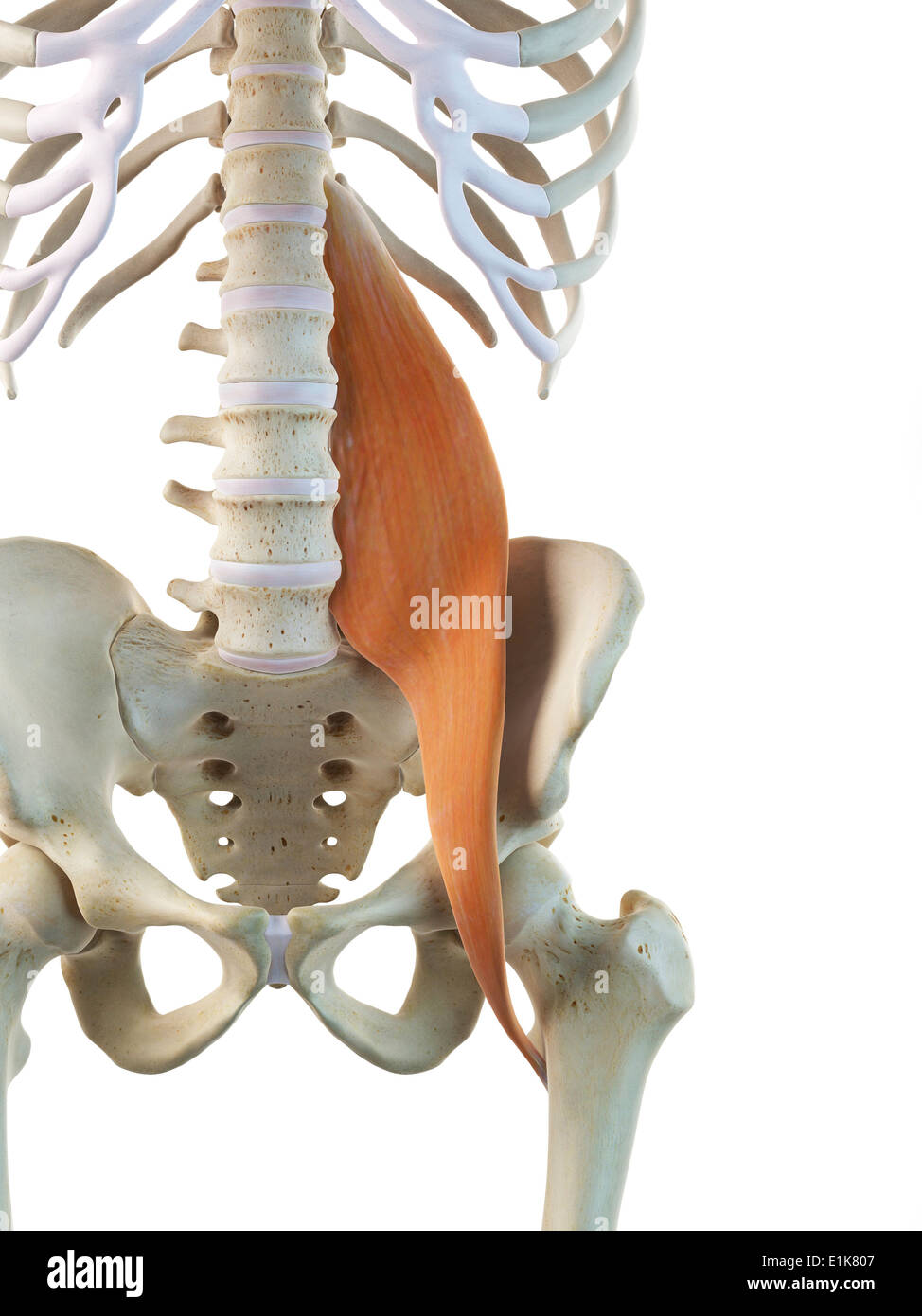 Psoas muscle hi-res stock photography and images - Alamy