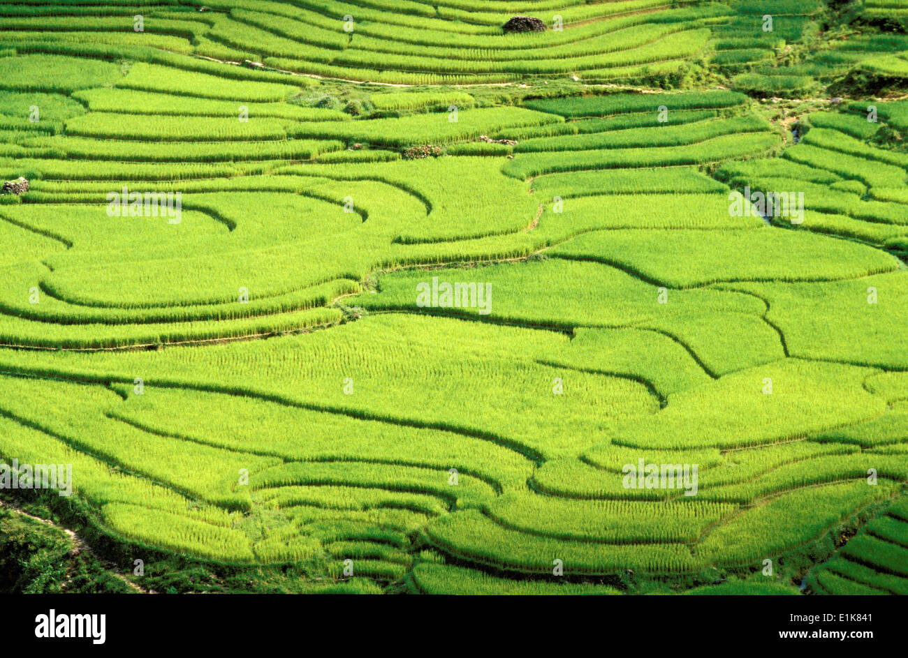 Rice fields in Sapa region, North Vietnam Stock Photo - Alamy