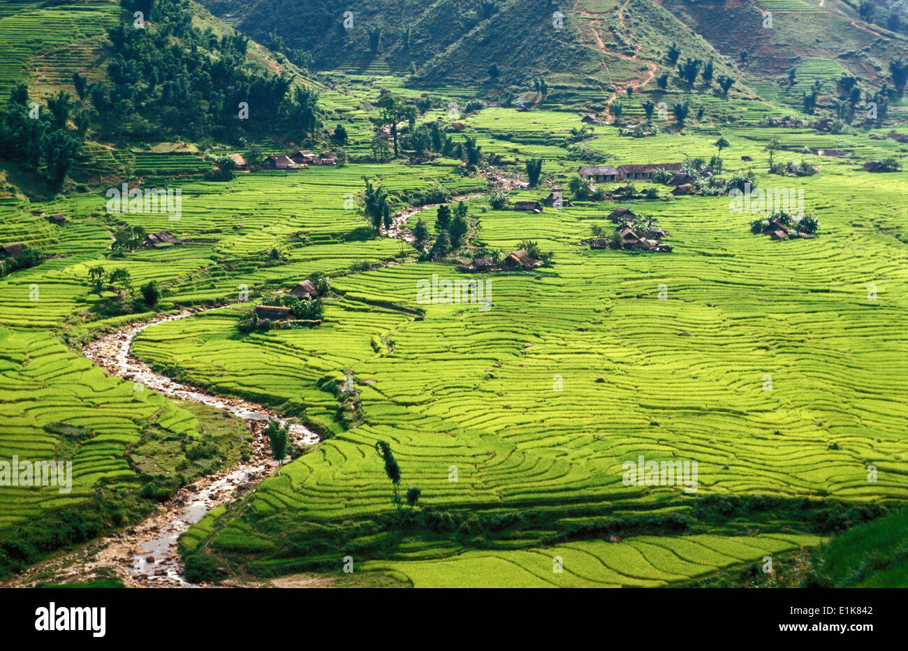 Rice fields in Sapa region, North Vietnam Stock Photo - Alamy