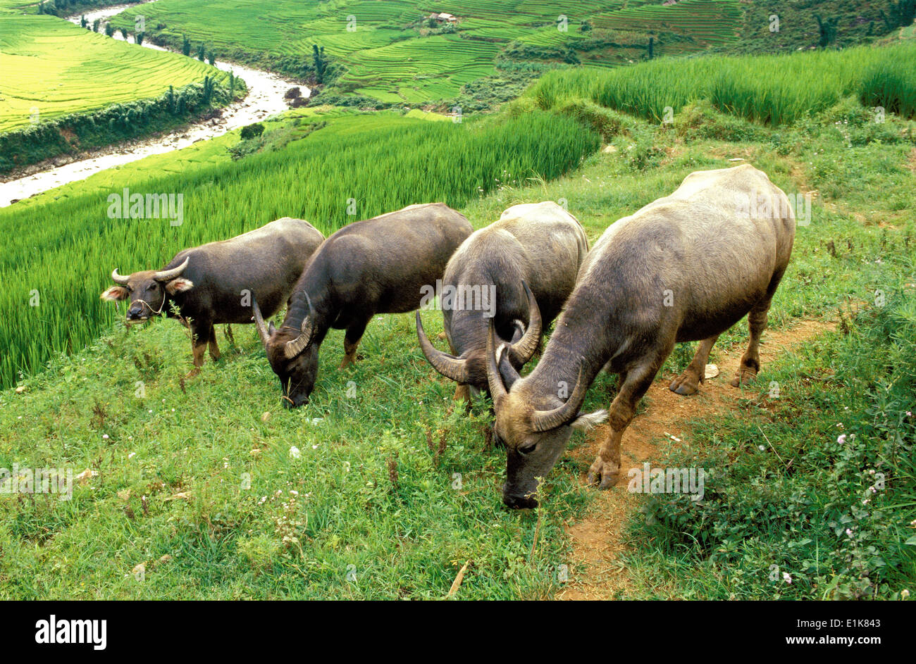 Buffaloes & rice fields in Sapa region, North Vietnam Stock Photo - Alamy