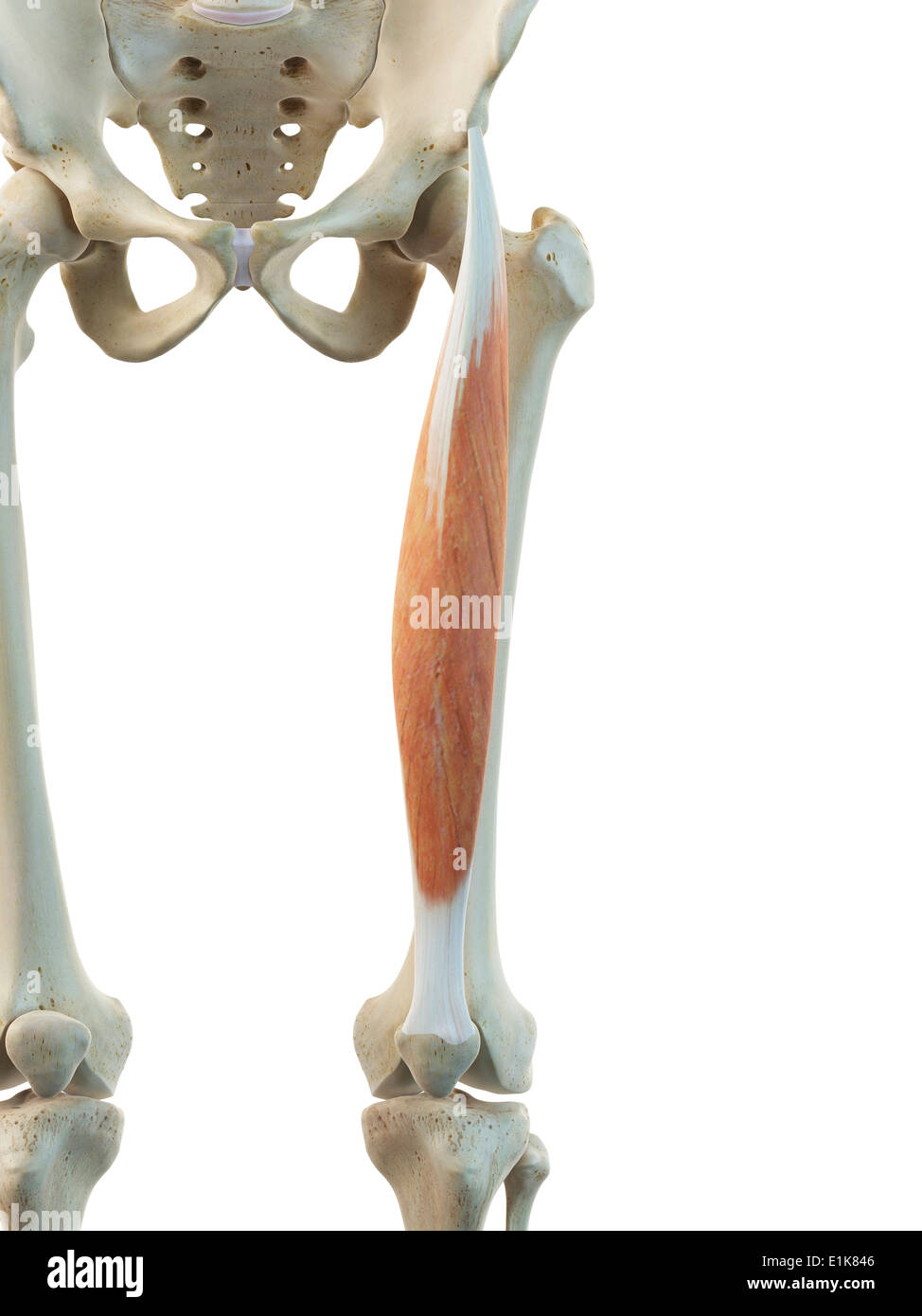 Rectus femoris muscle hi-res stock photography and images - Alamy