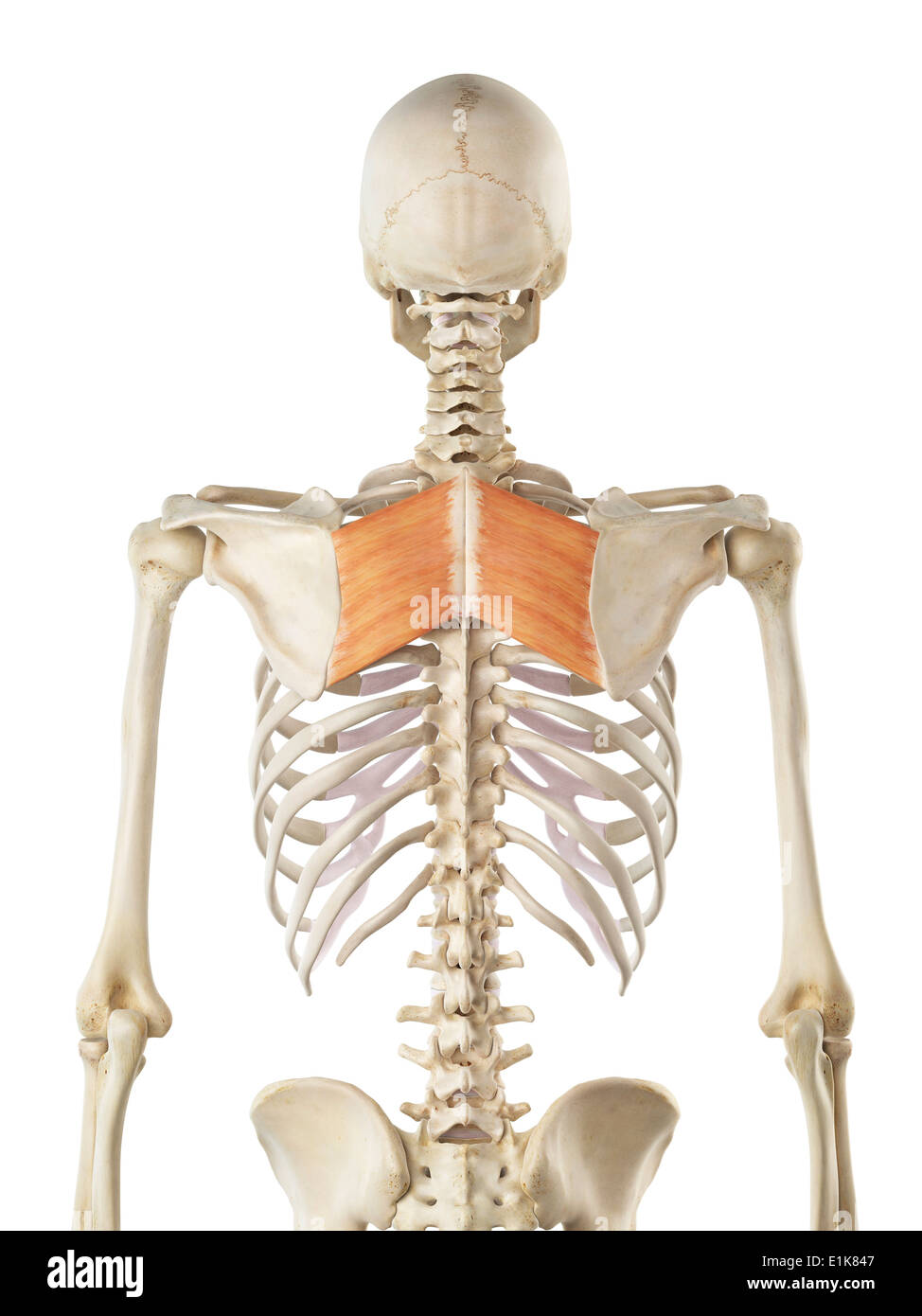 Rhomboid major hi-res stock photography and images - Alamy