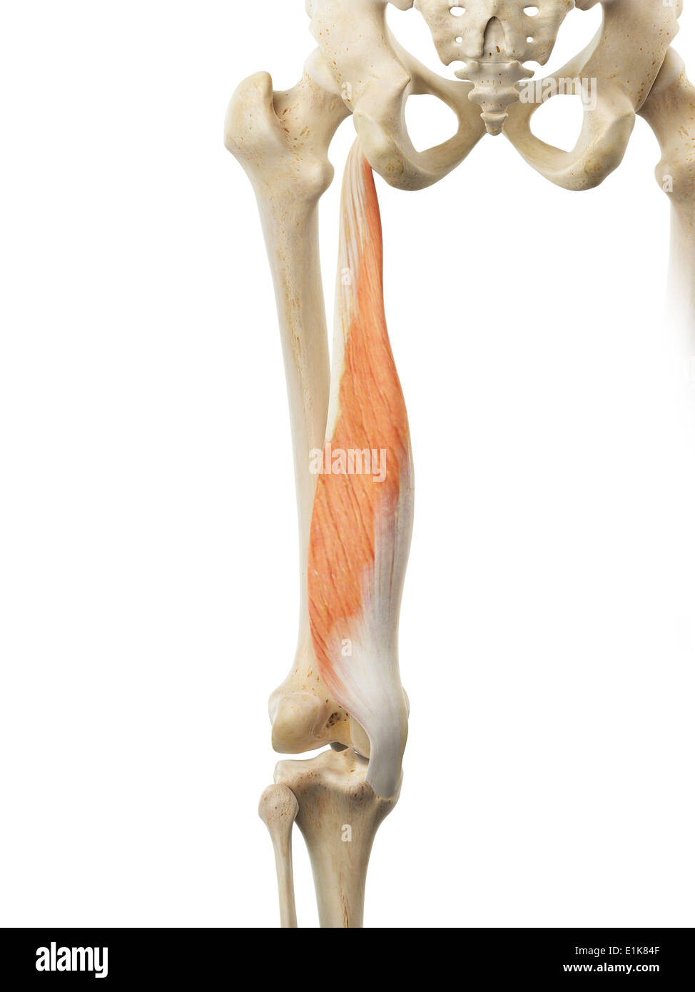 Semimembranosus muscle hi-res stock photography and images - Alamy