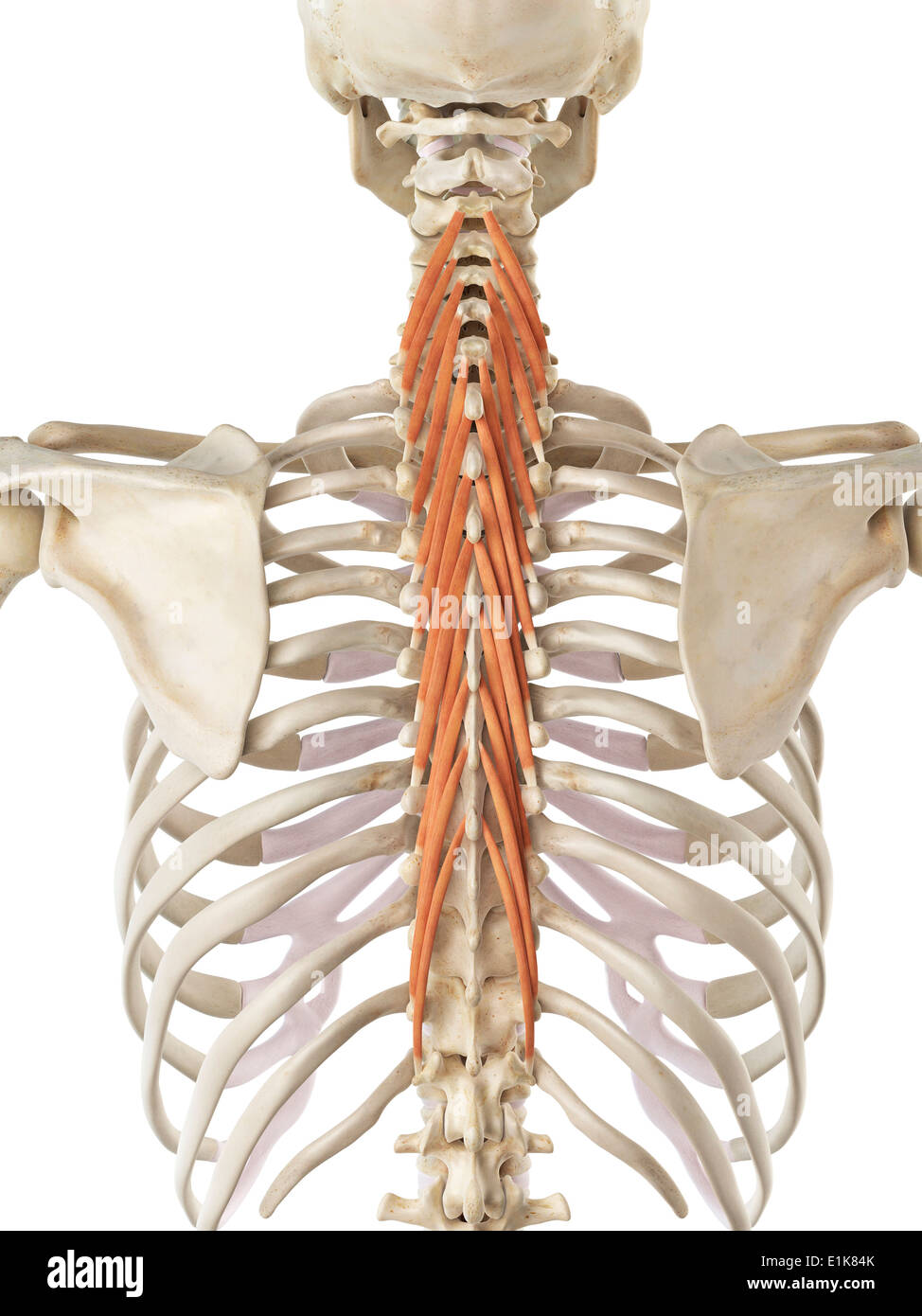 Semispinalis Thoracis Stock Photos & Semispinalis Thoracis Stock Images ...