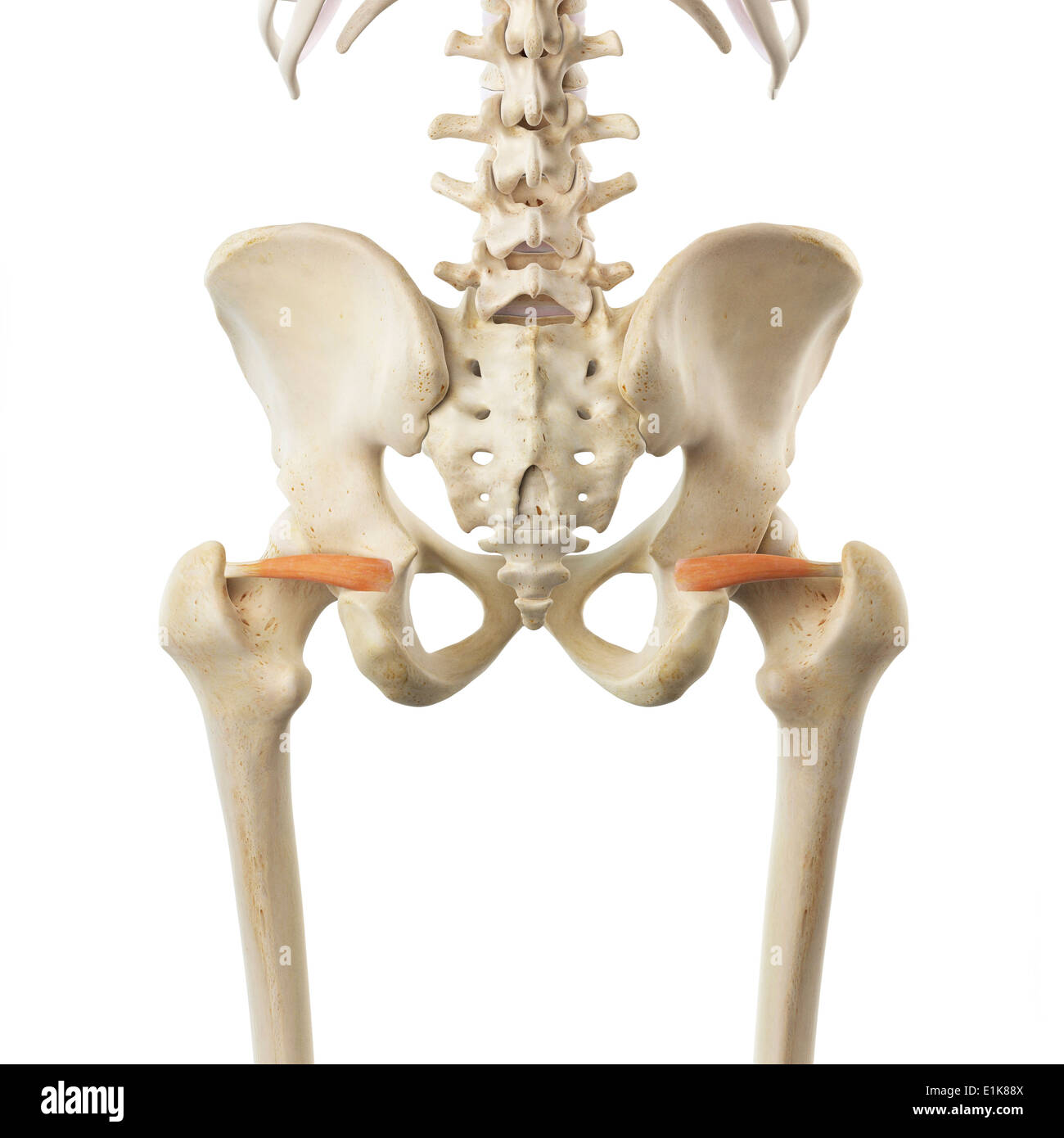 Superior Gemellus Stretch