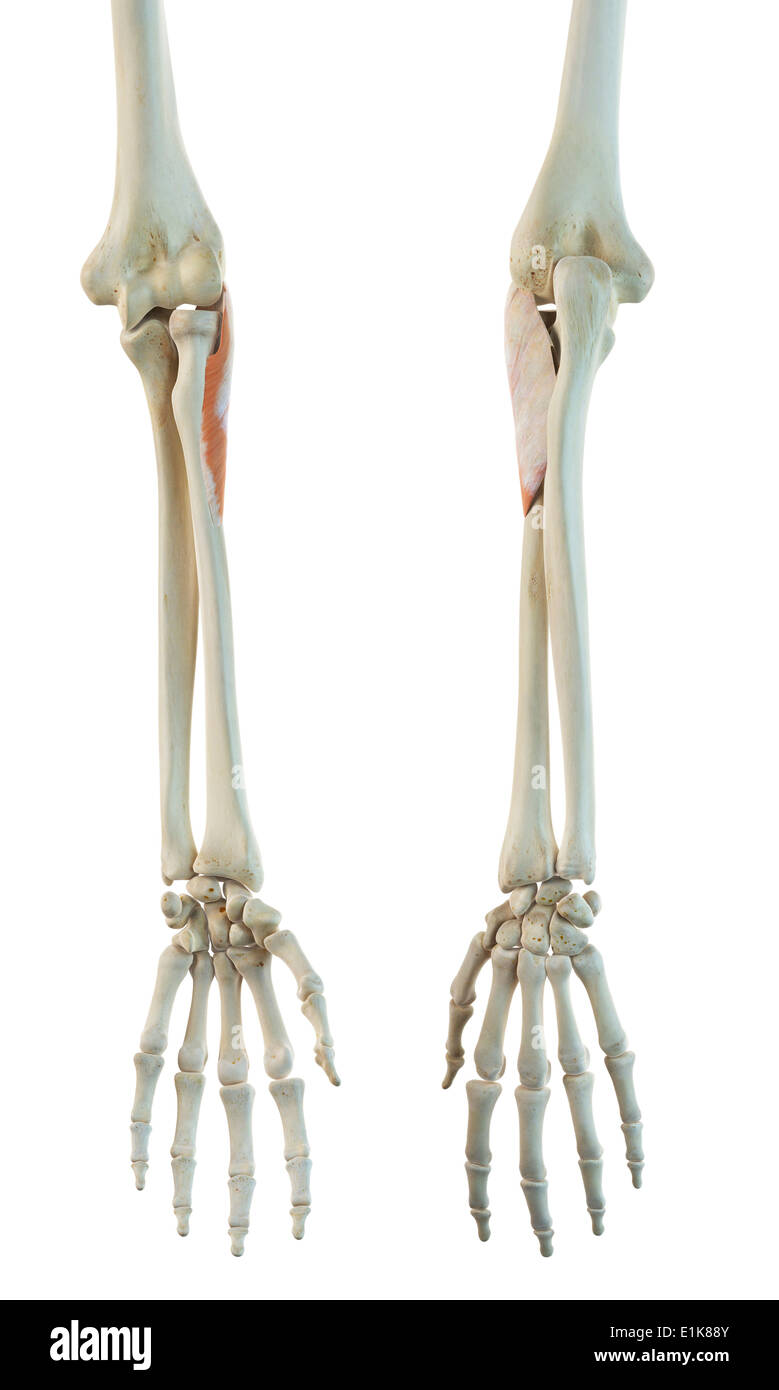 Supinator muscles hi-res stock photography and images - Alamy